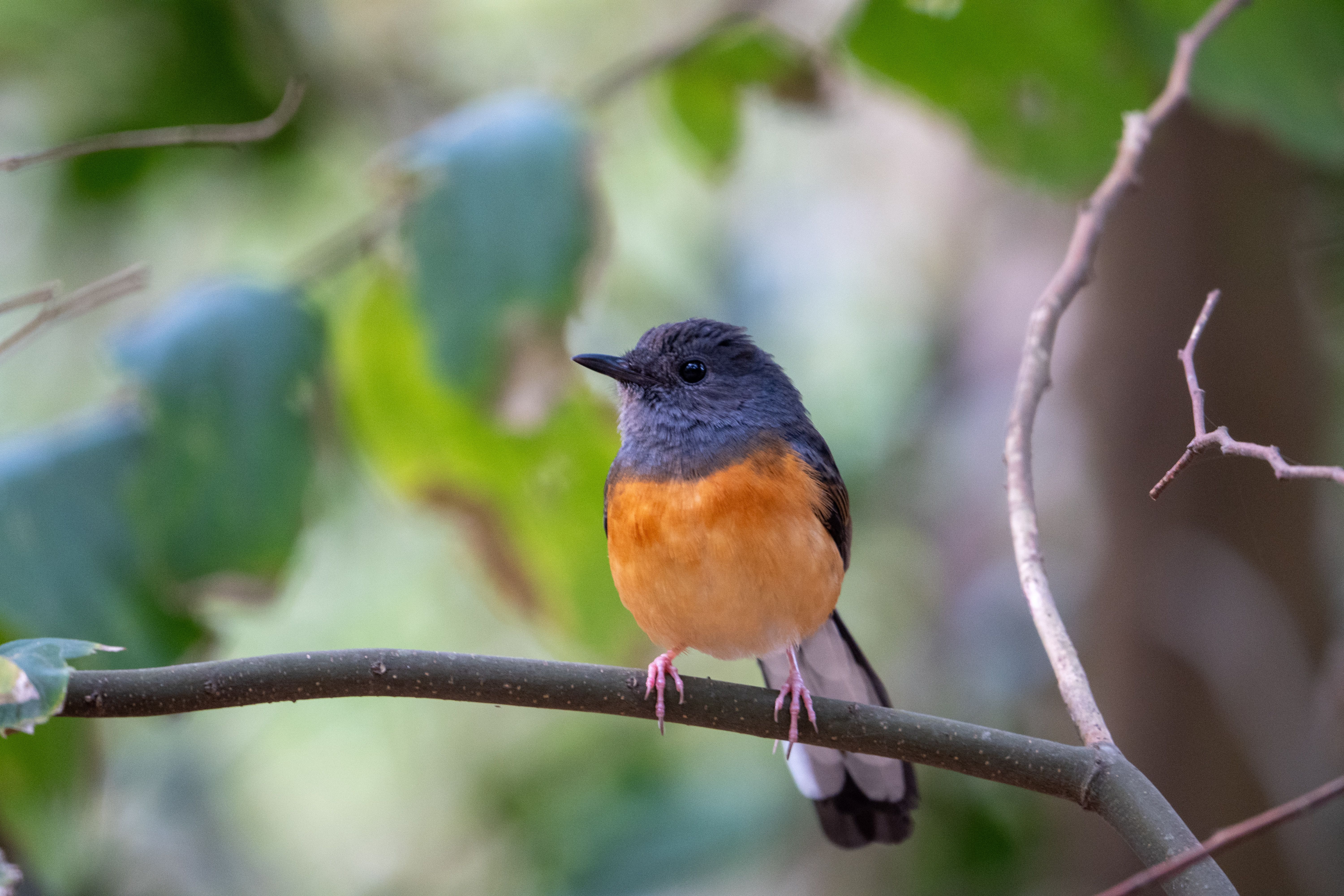 Close-up of a Colorful Songbird Perched on a Branch · Free Stock Photo