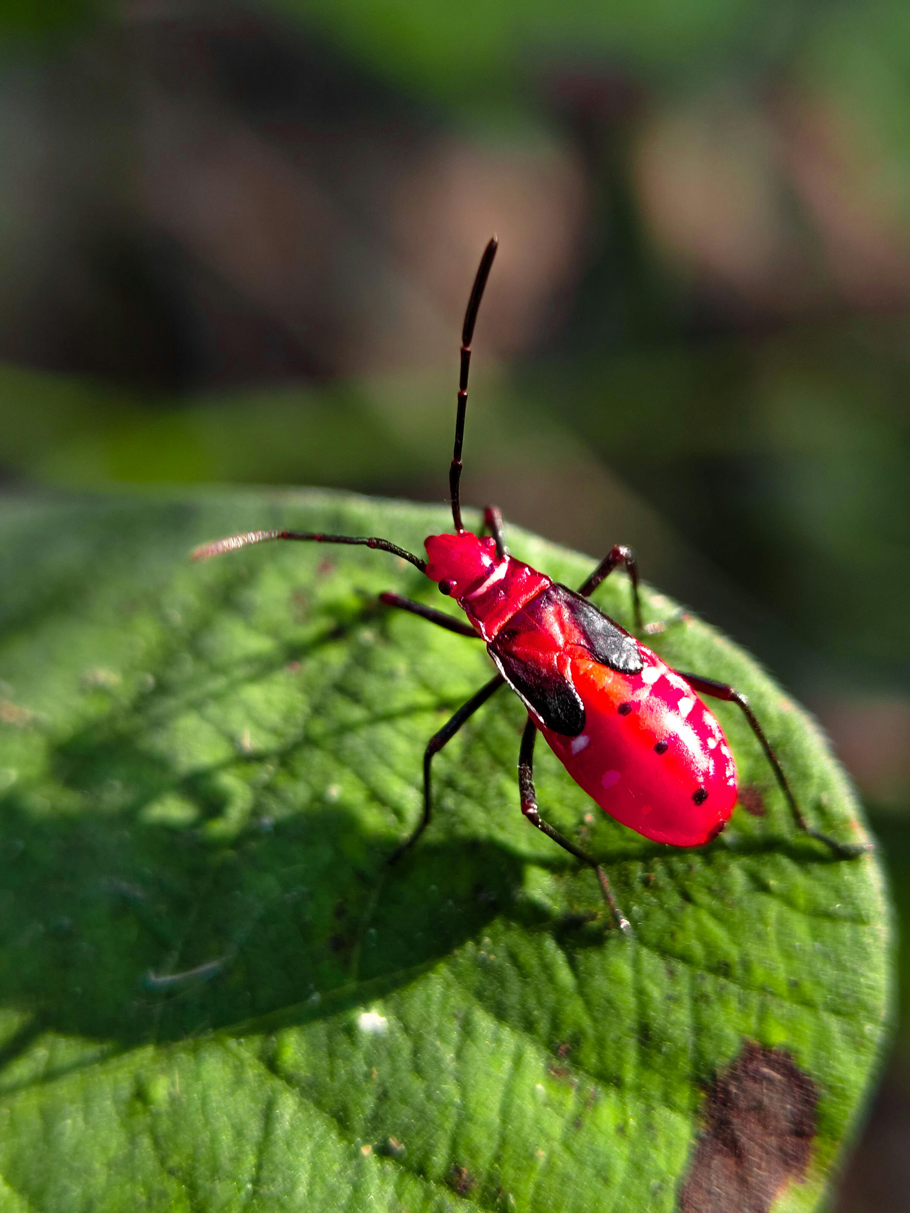 Close-up of Red Insect on Leaf in Odisha · Free Stock Photo