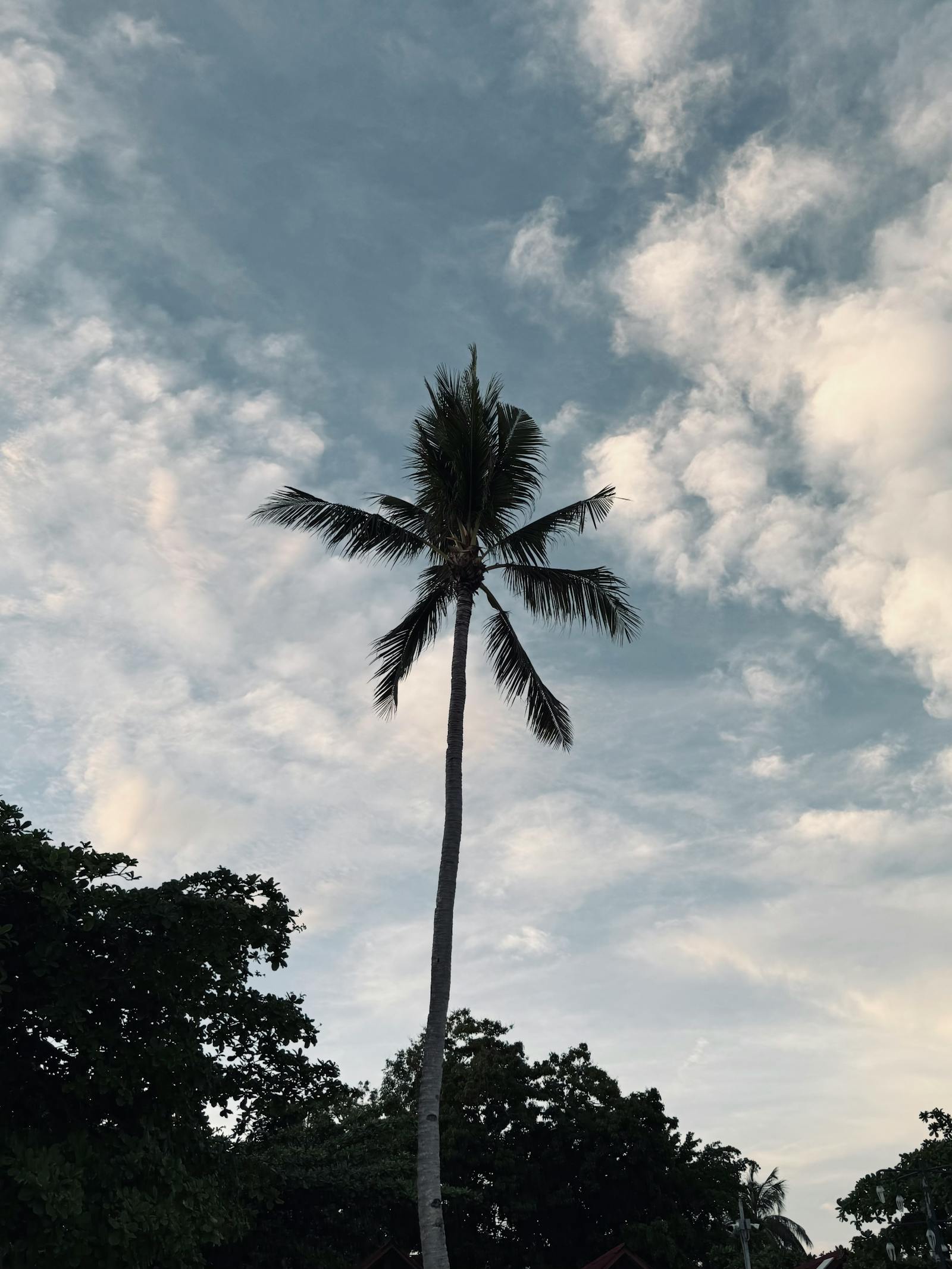 Palm Tree Collage Photos, Download The BEST Free Palm Tree Collage ...