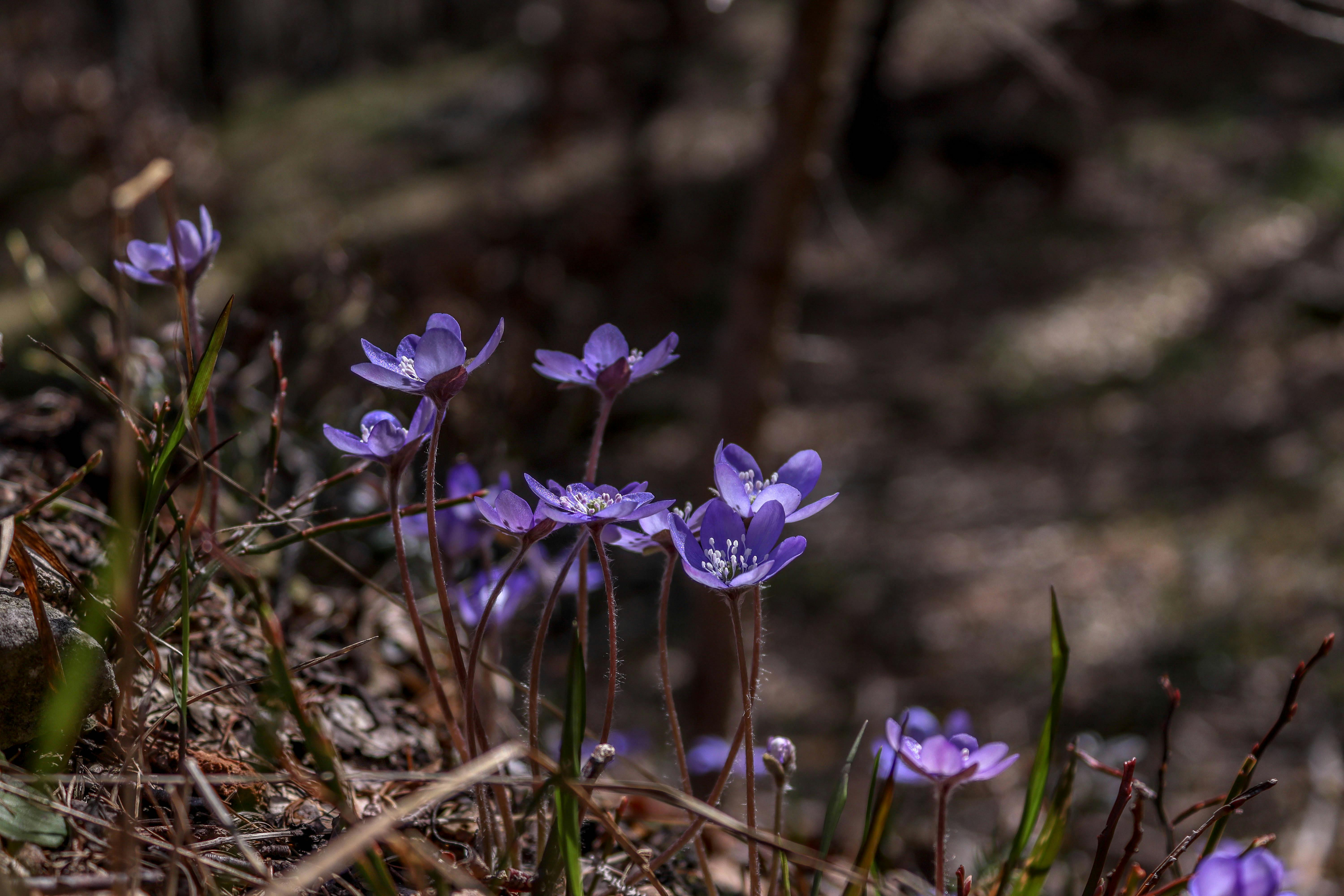 Close-up of Purple Hepatica Flowers in Bloom · Free Stock Photo
