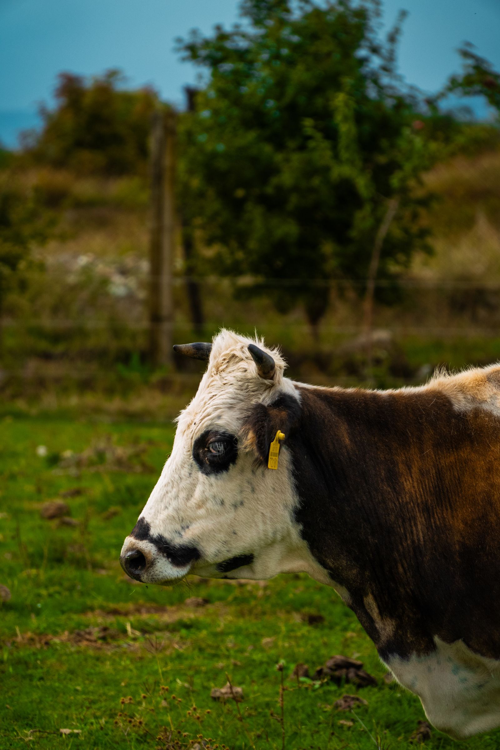 Dairy Cow Photos, Download The BEST Free Dairy Cow Stock Photos & HD Images
