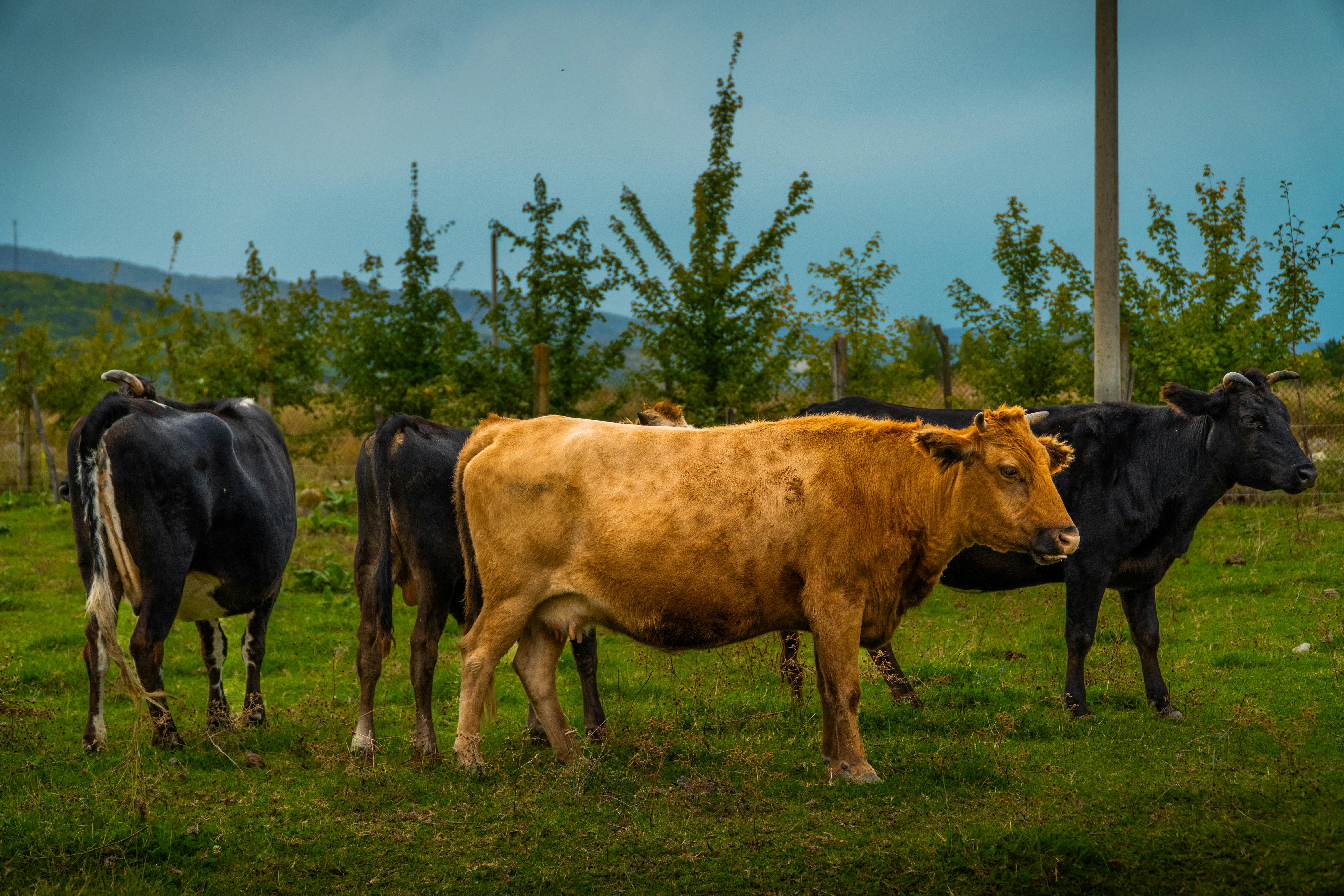 Vechur Cows Photos, Download The BEST Free Vechur Cows Stock Photos ...