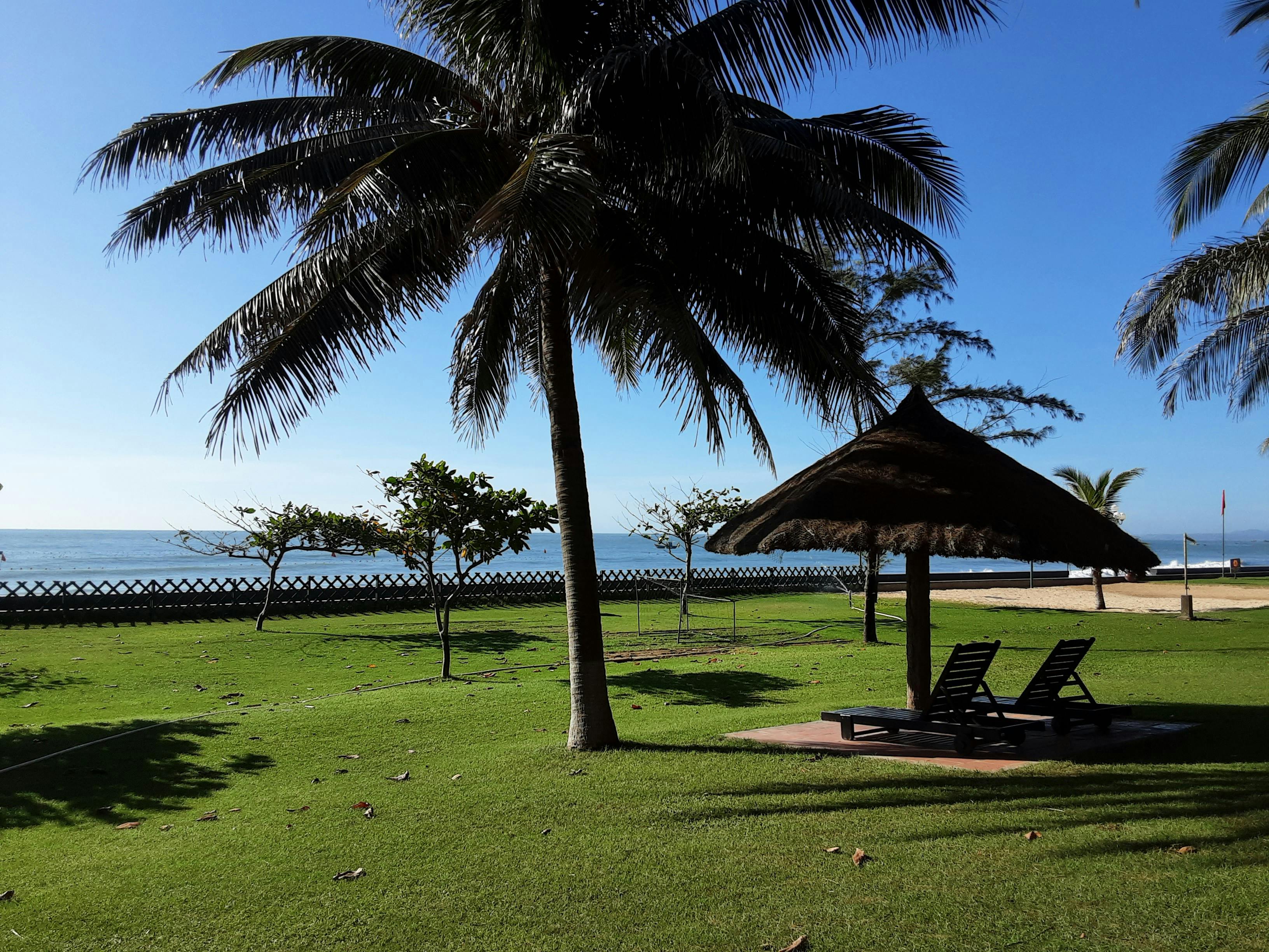 Beach Palms Only Photos, Download The BEST Free Beach Palms Only Stock ...