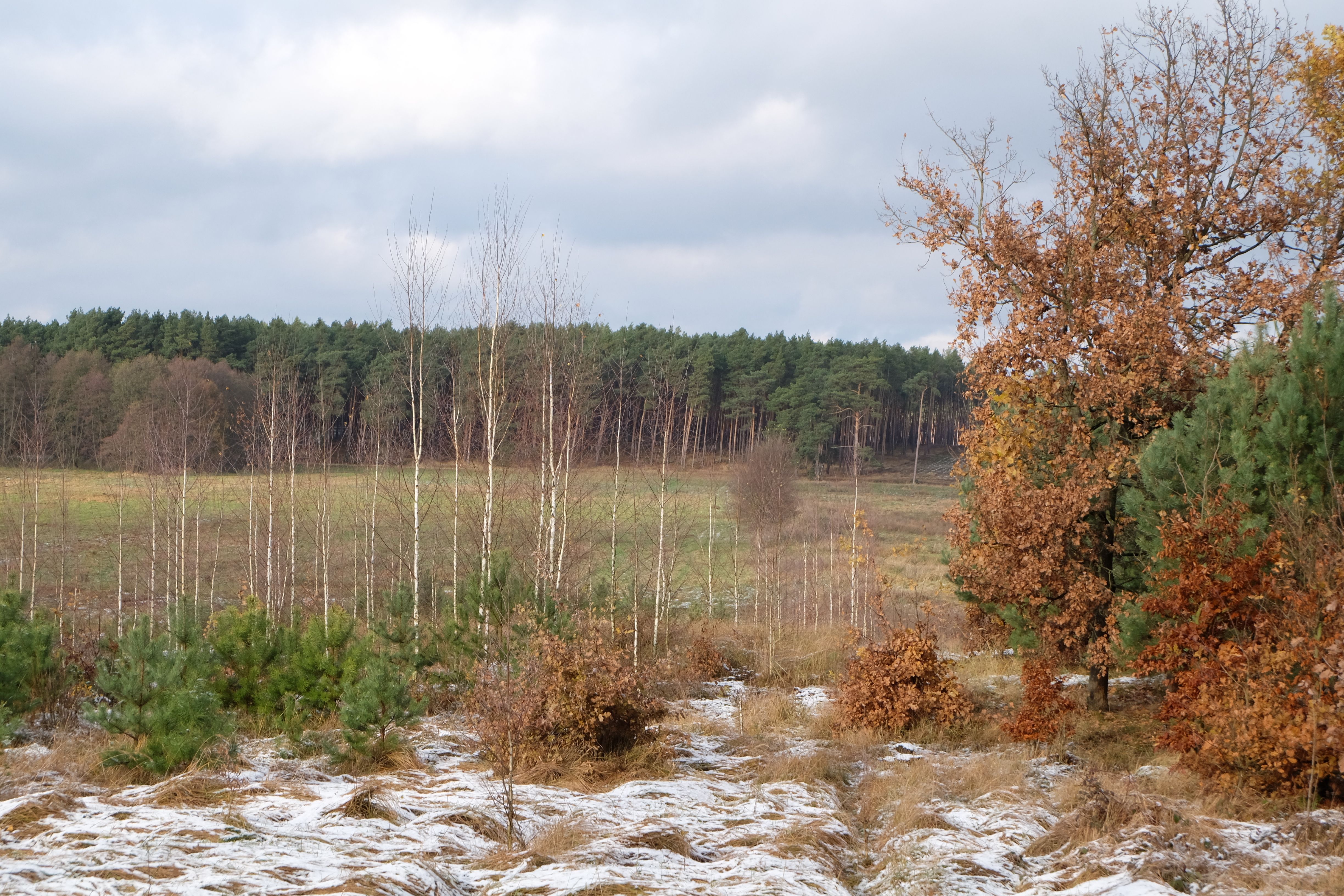 Early Winter Forest with Bare Trees and Light Snow · Free Stock Photo