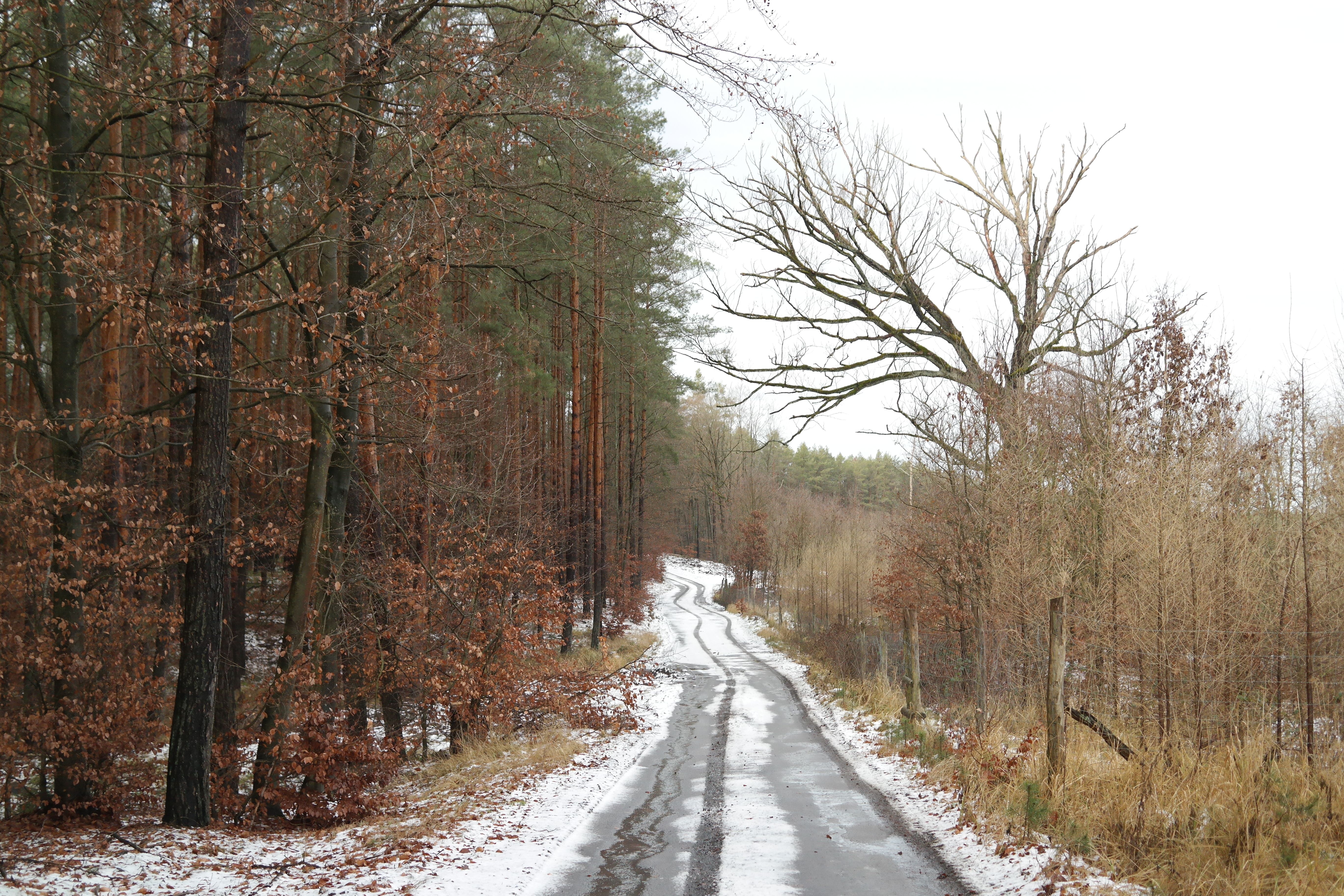 Snowy Road Through Winter Forest Scene · Free Stock Photo