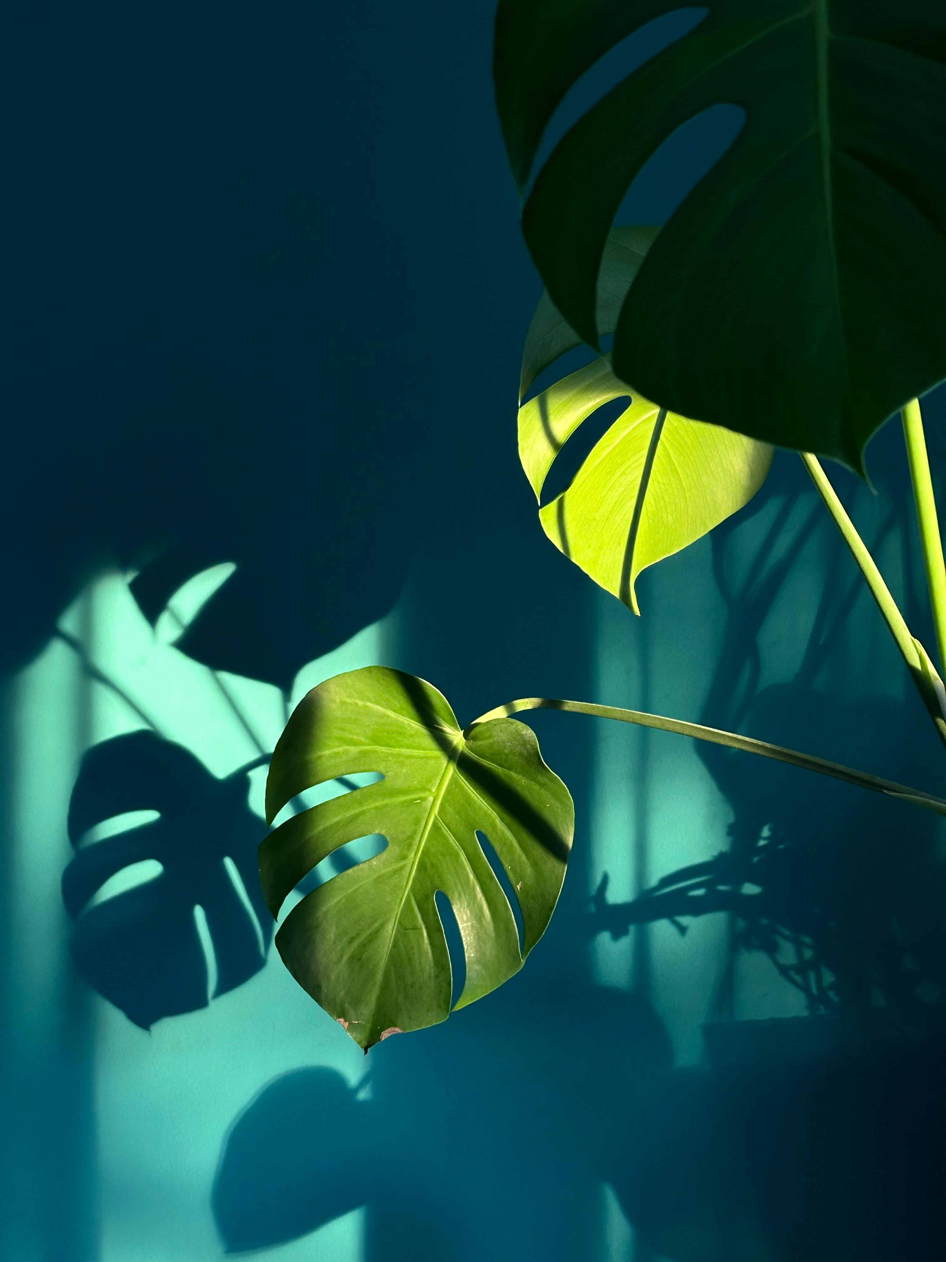 Vibrant Monstera Leaves with Dramatic Shadows · Free Stock Photo