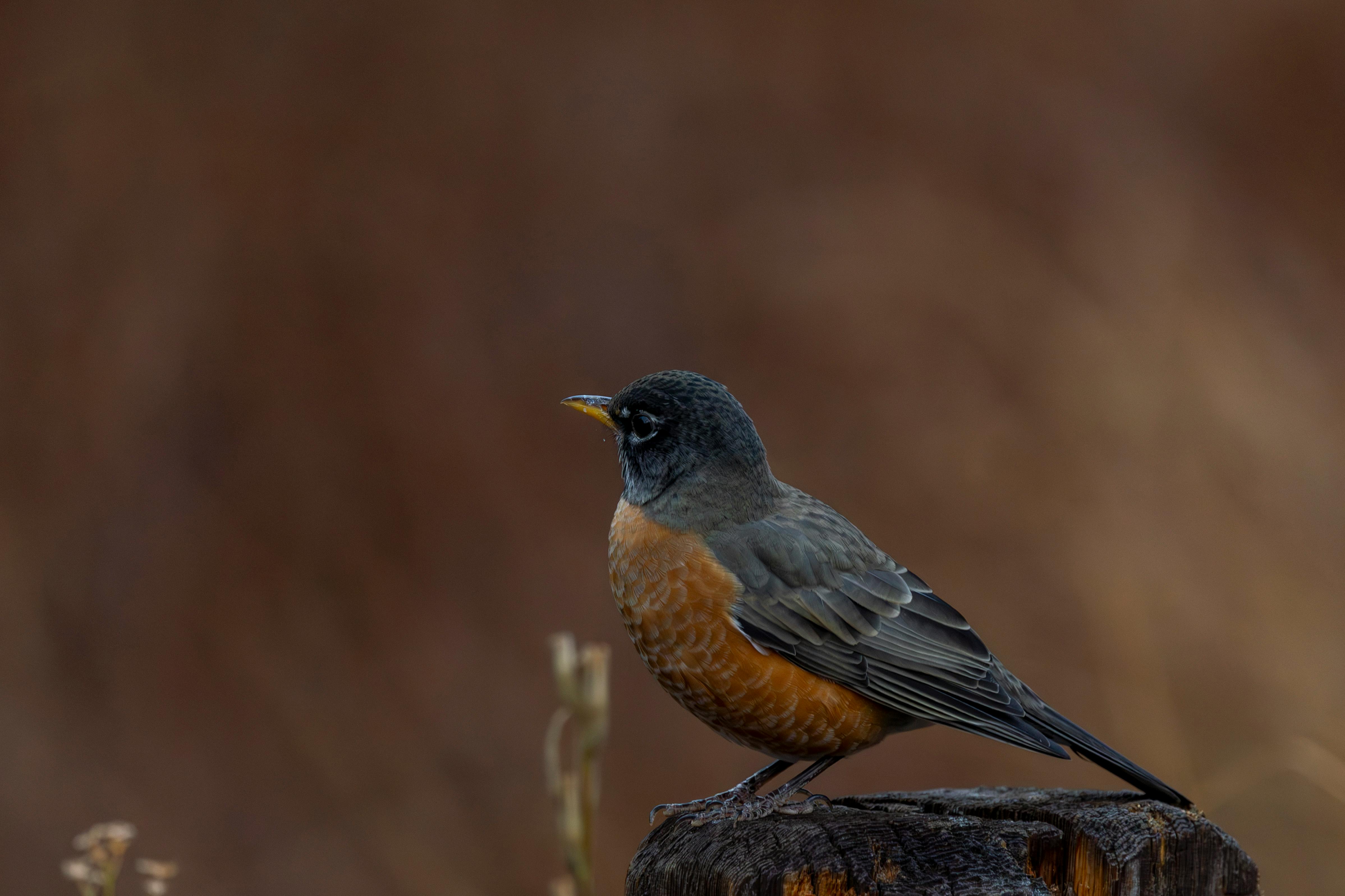 American Robin Perched on Tree Stump · Free Stock Photo