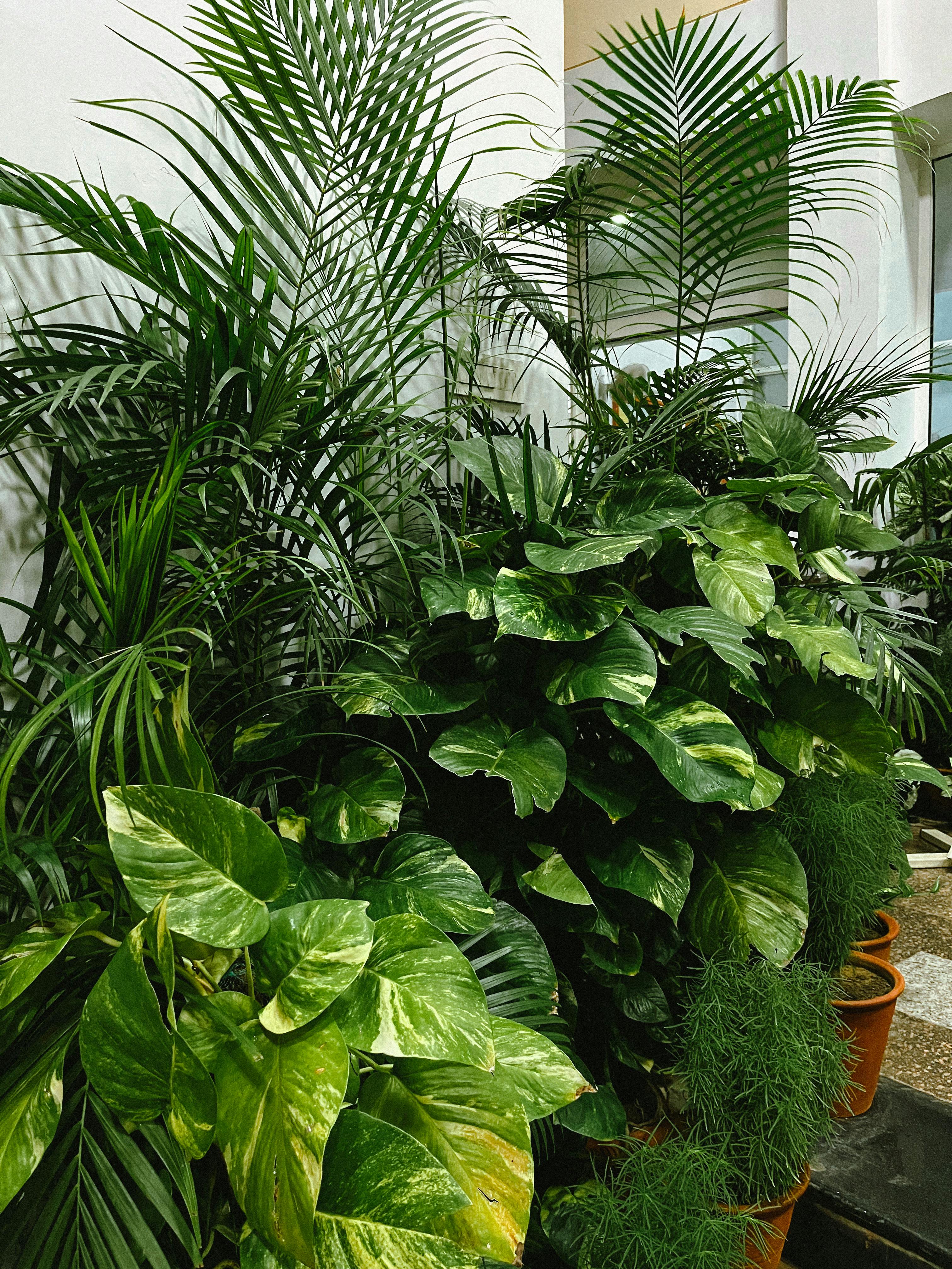 Indoor Tropical Plants Arrangement · Free Stock Photo