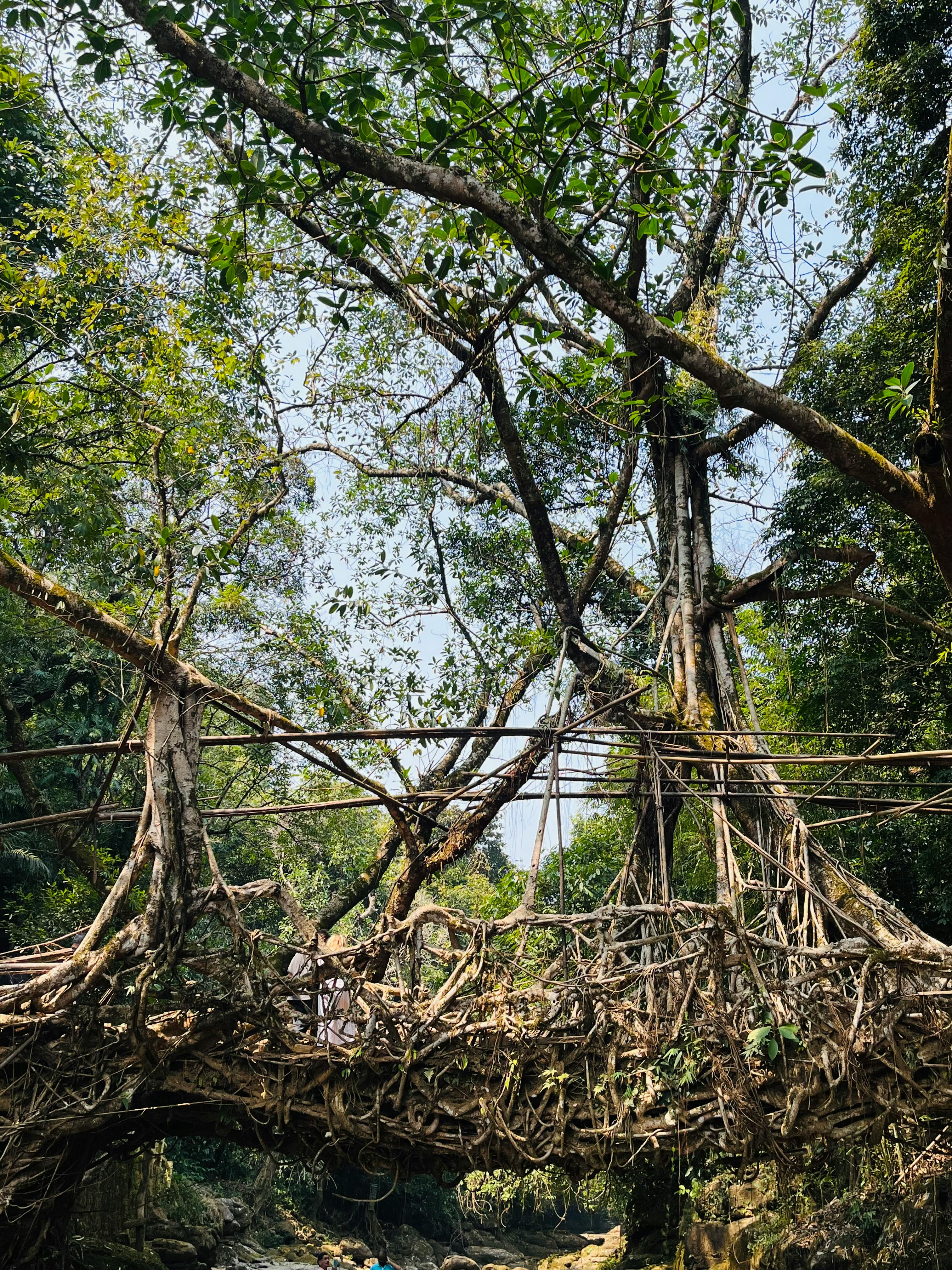 Living Root Bridge in Lush Forest, Shillong, India · Free Stock Photo