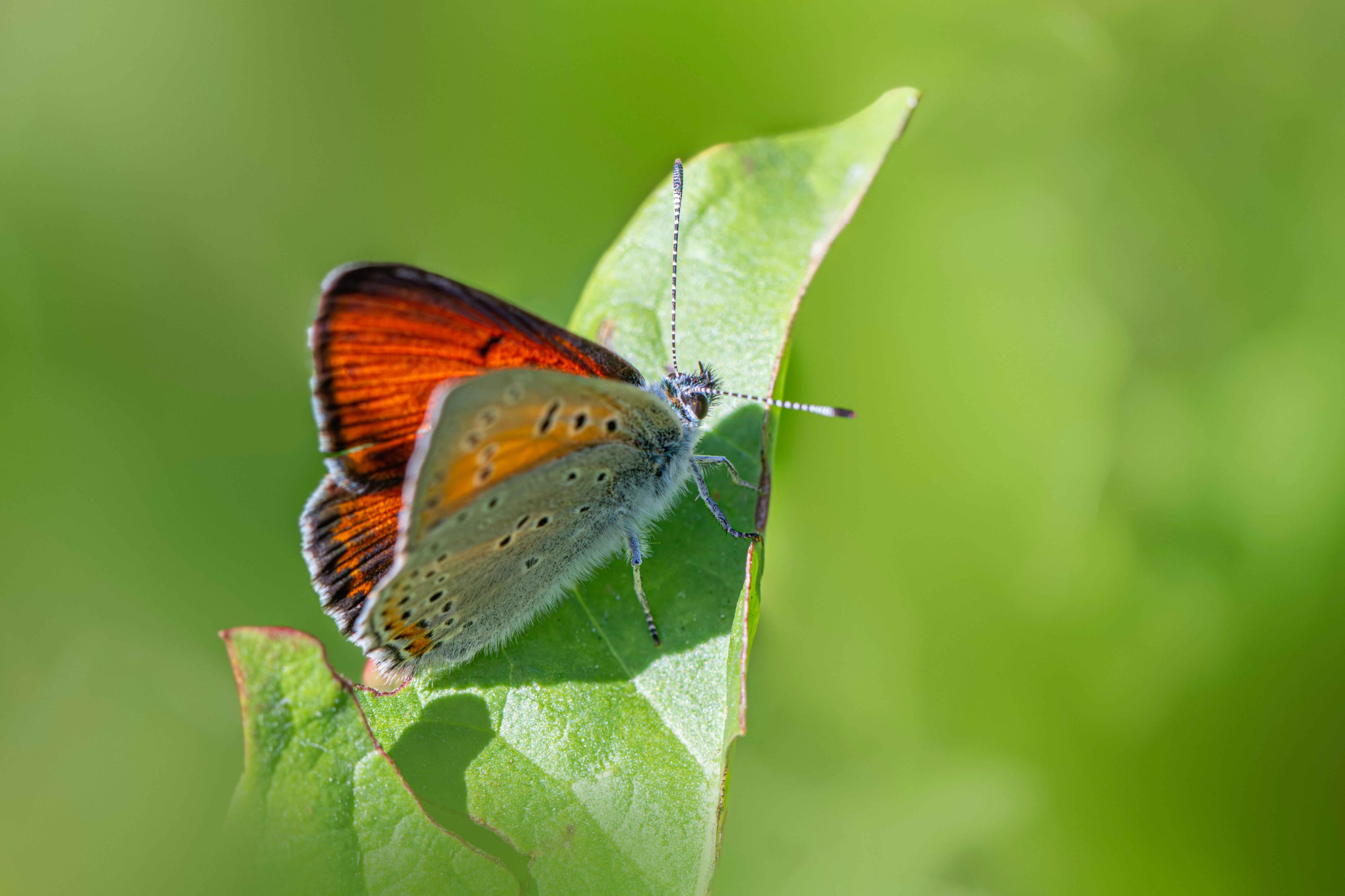 Close-up of Large Copper Butterfly on Leaf · Free Stock Photo