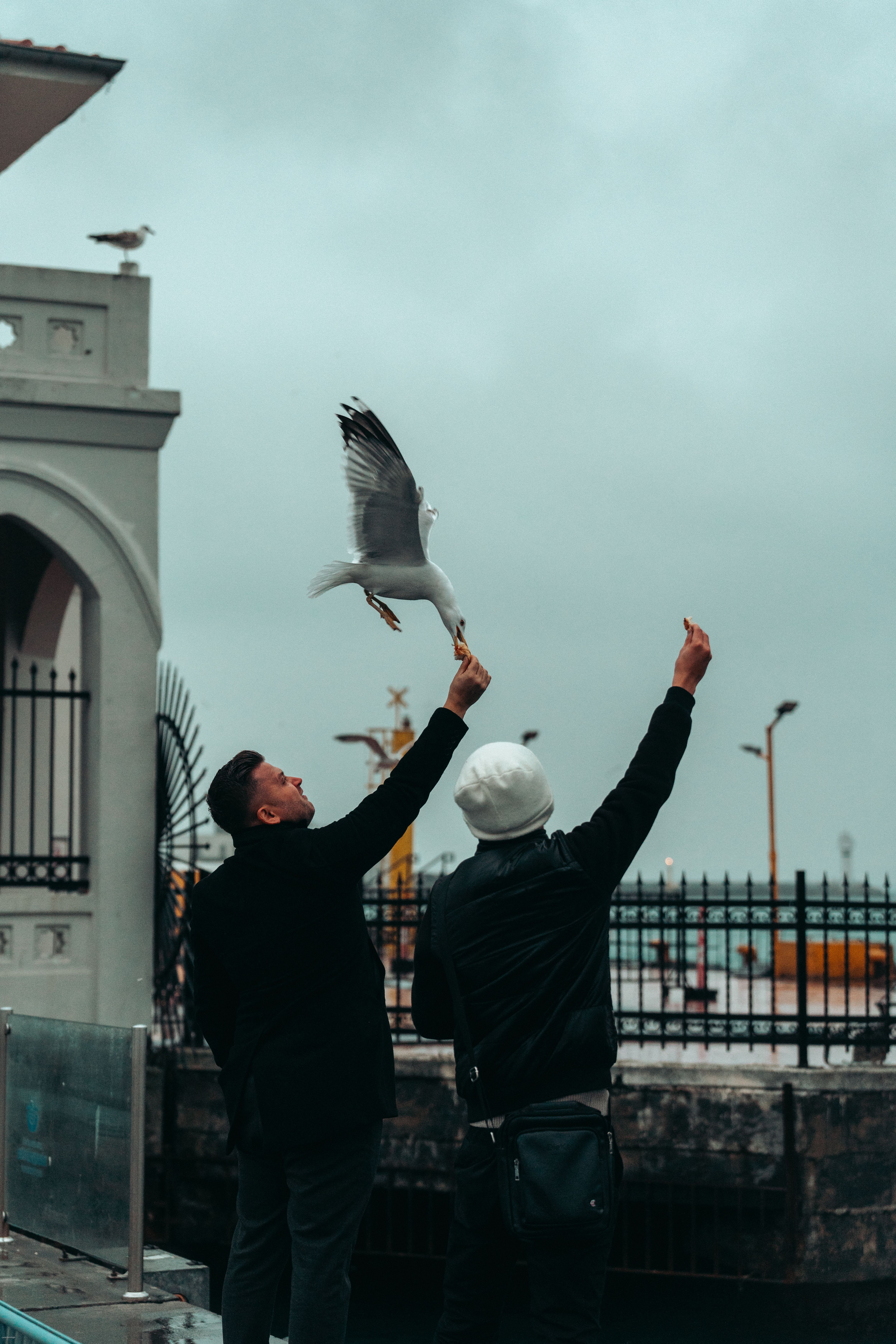 Two Men Feeding Seagull by the Waterfront · Free Stock Photo