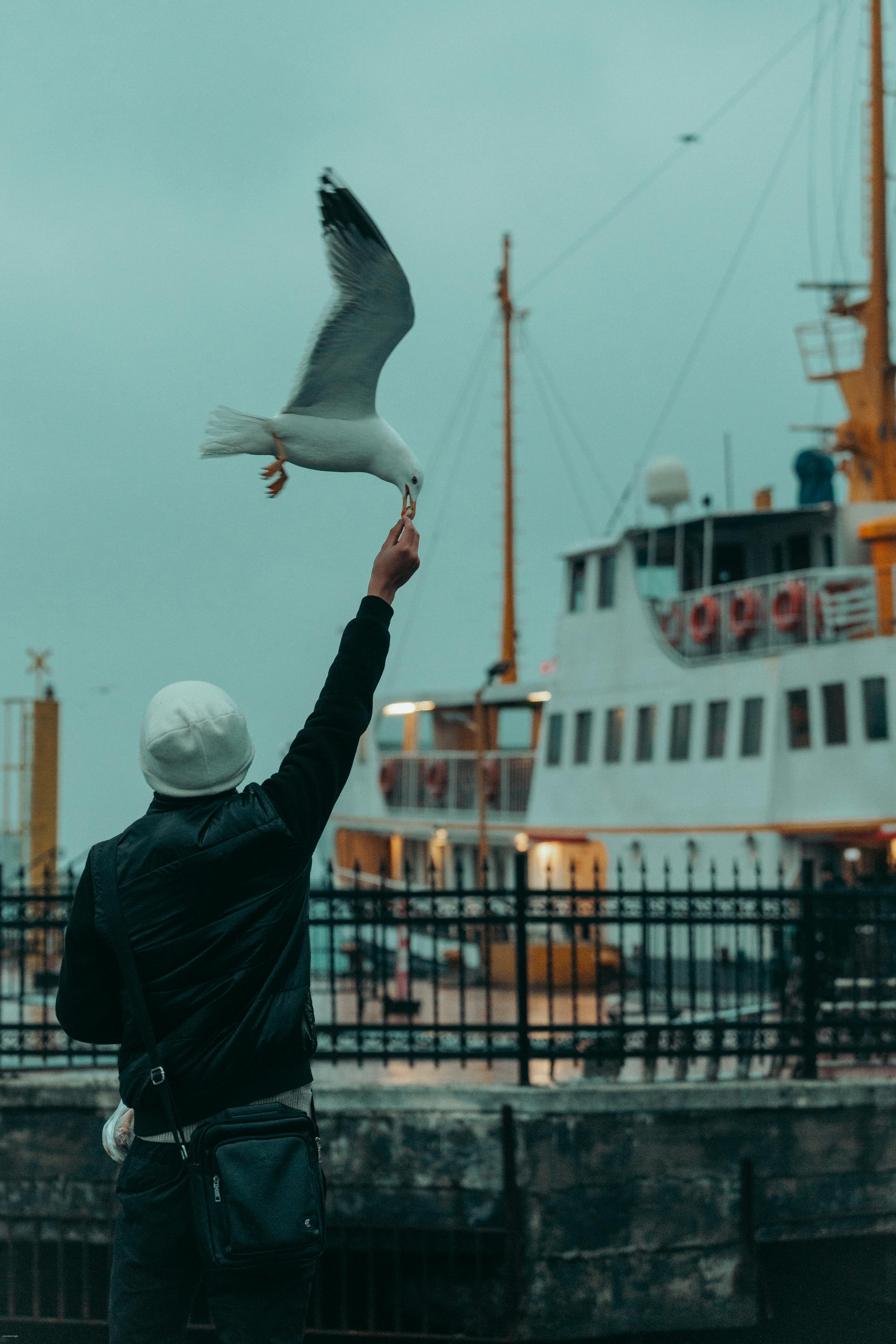 Person Feeding Seagull Near Docked Ship · Free Stock Photo