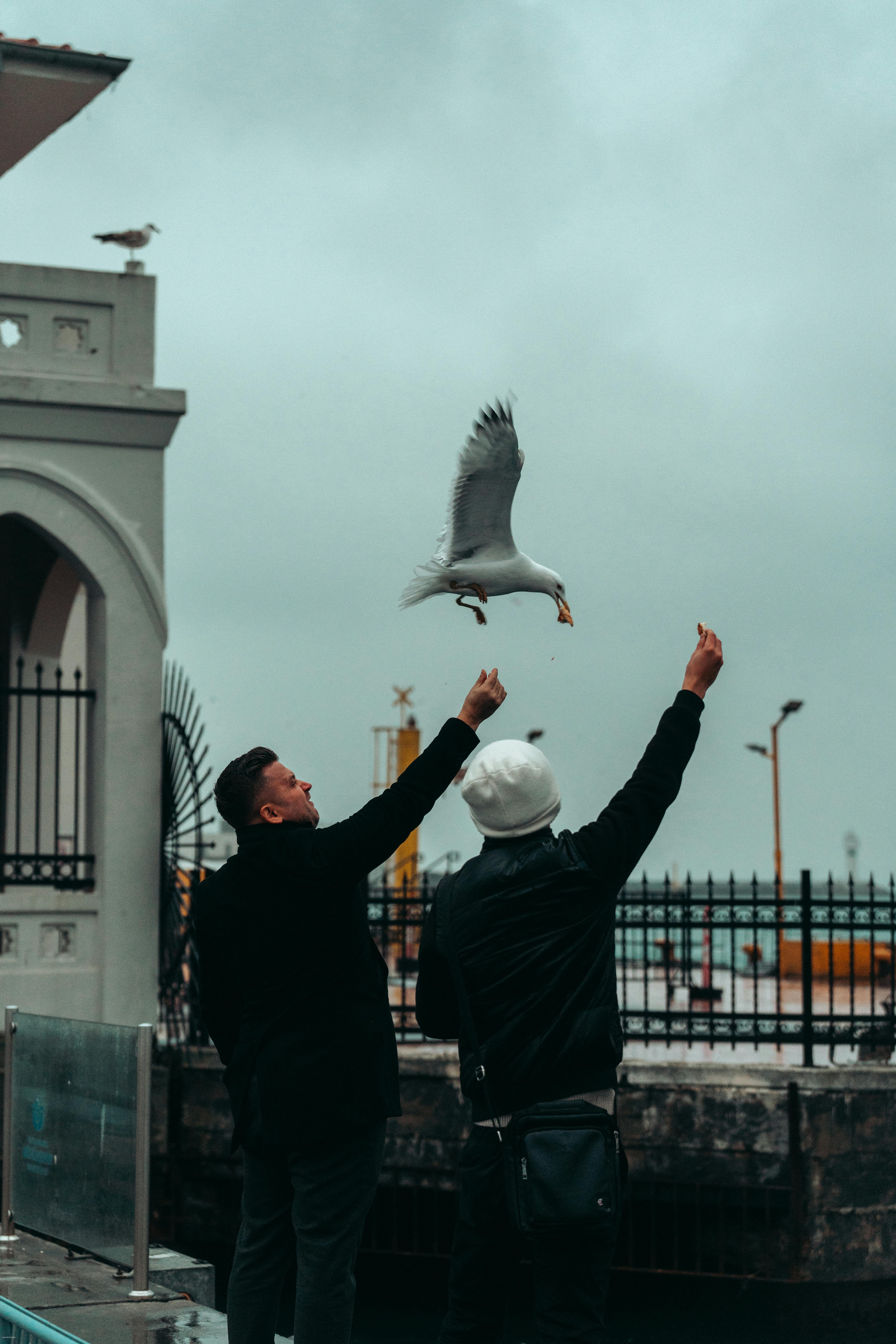 Bird Bonding Photos, Download The BEST Free Bird Bonding Stock Photos ...