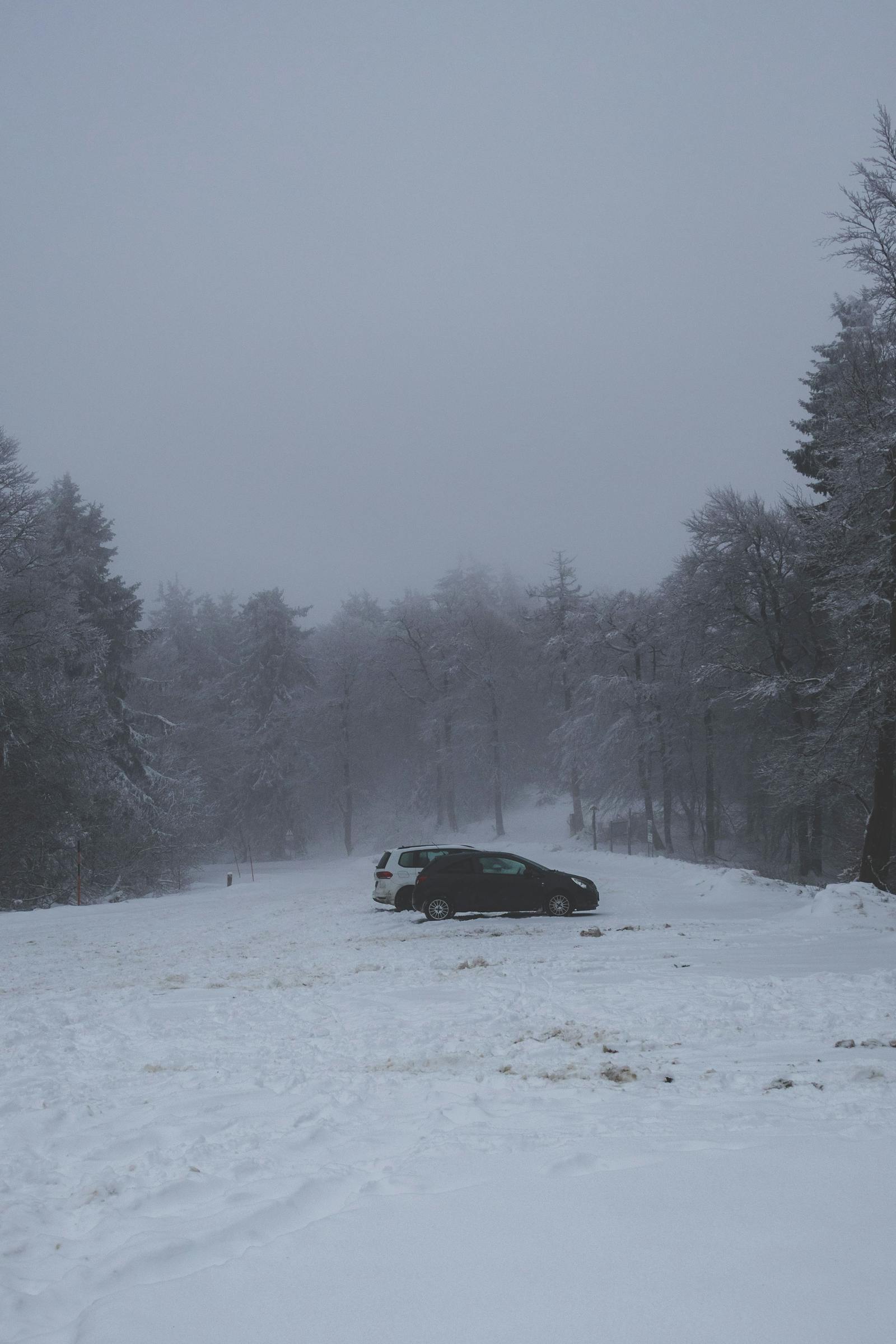 Fog Forest Photos, Download The BEST Free Fog Forest Stock Photos & HD ...