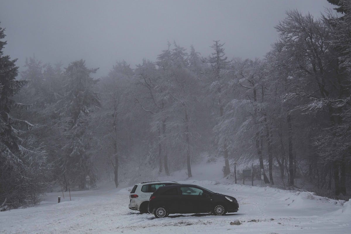 Fog Forest Photos, Download The BEST Free Fog Forest Stock Photos & HD ...