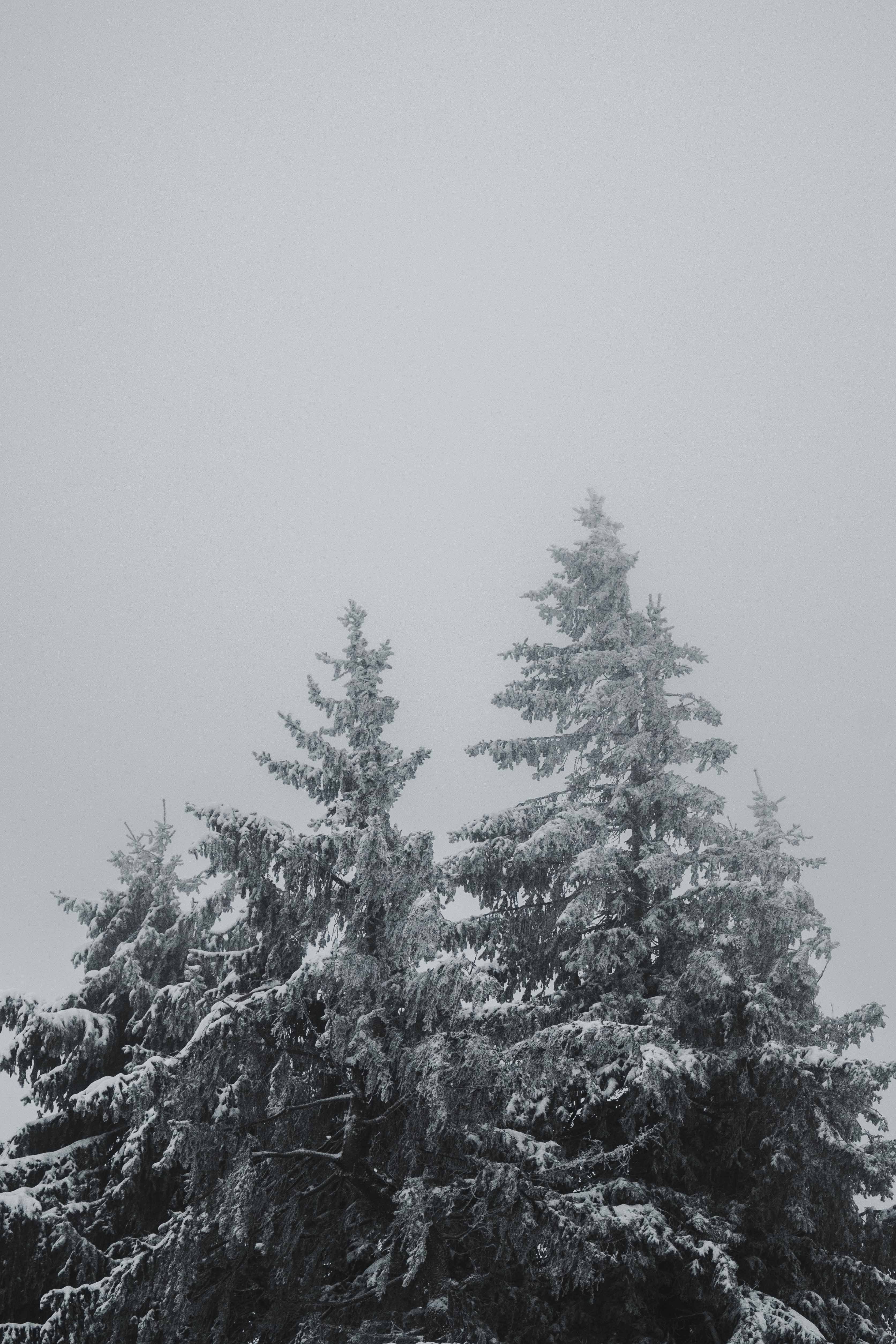 Beautiful Snow Covered Pine Trees in a Winter Forest · Free Stock Photo