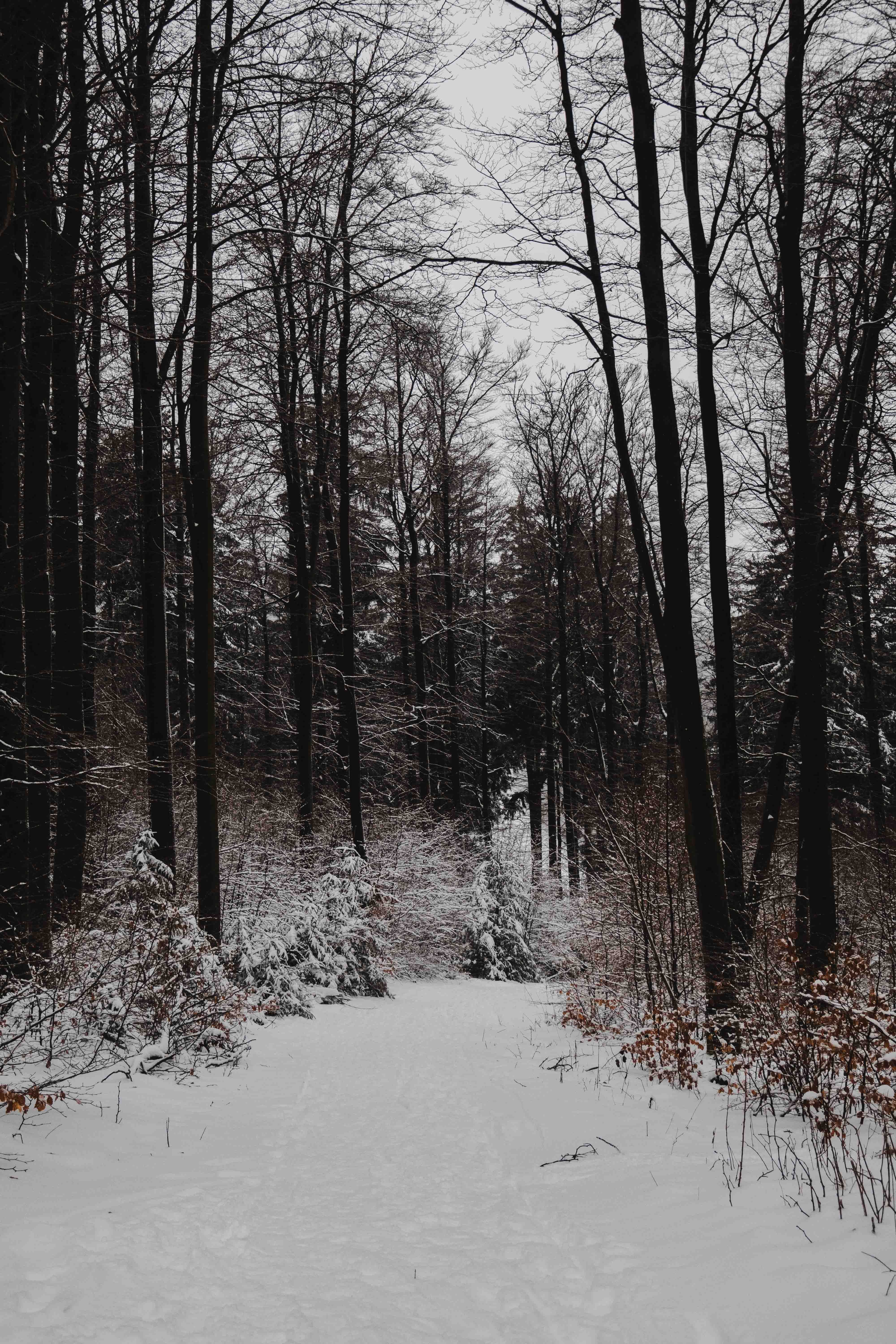 Peaceful Snow-Covered Winter Forest Path · Free Stock Photo