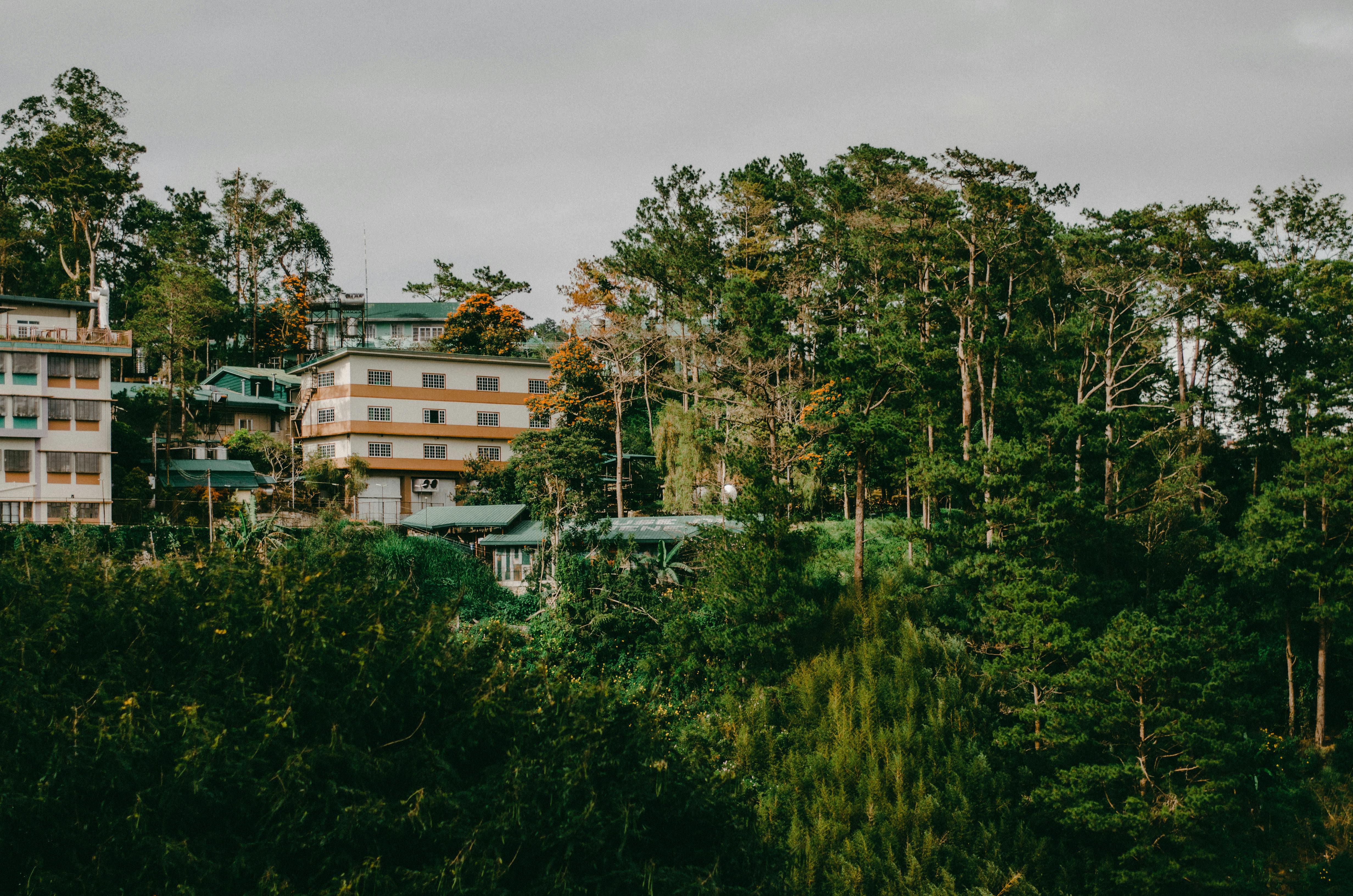 Scenic View of Baguio’s Pine-covered Hillside · Free Stock Photo