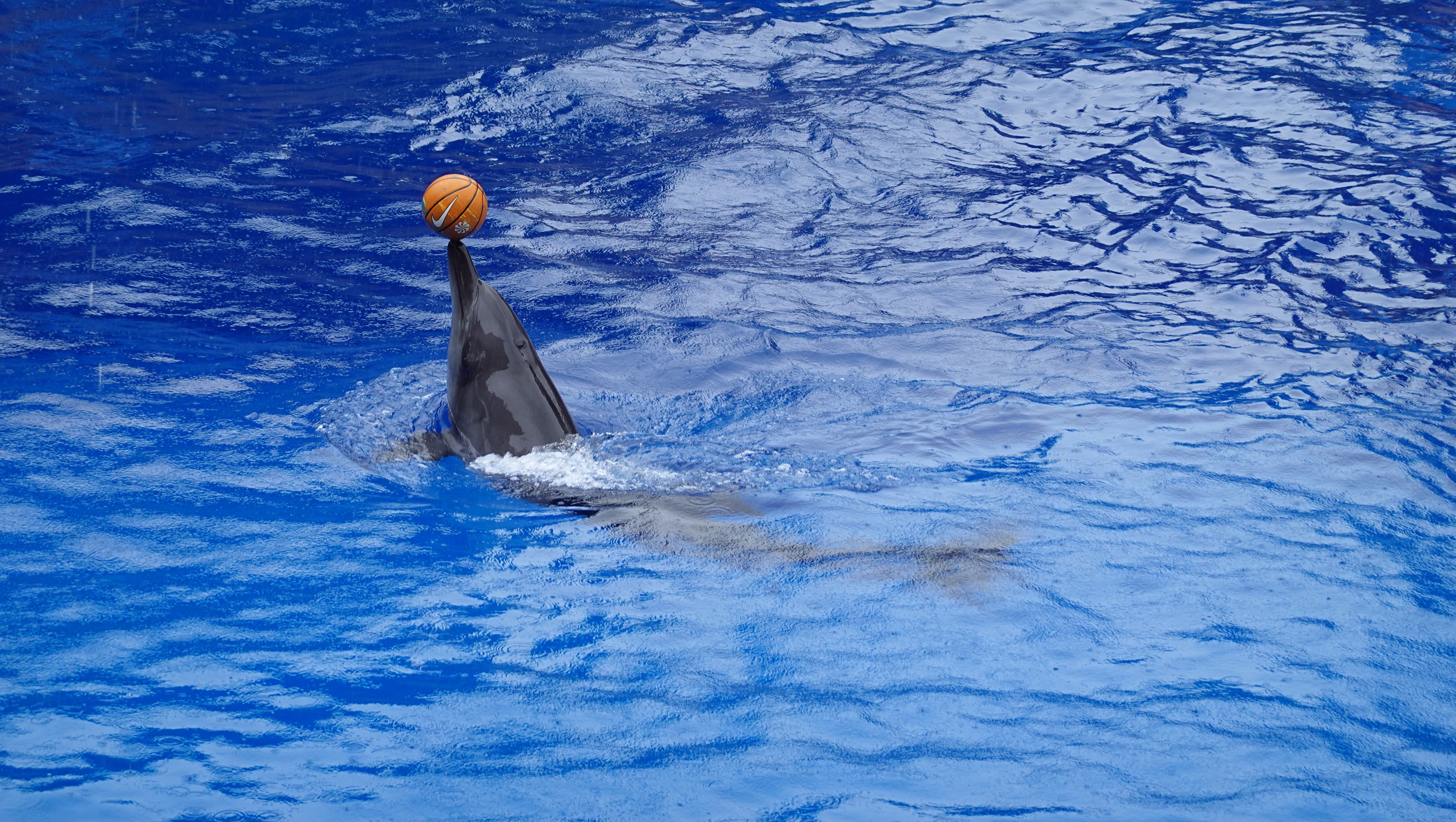 Dolphin Playing with a Ball in a Blue Water · Free Stock Photo