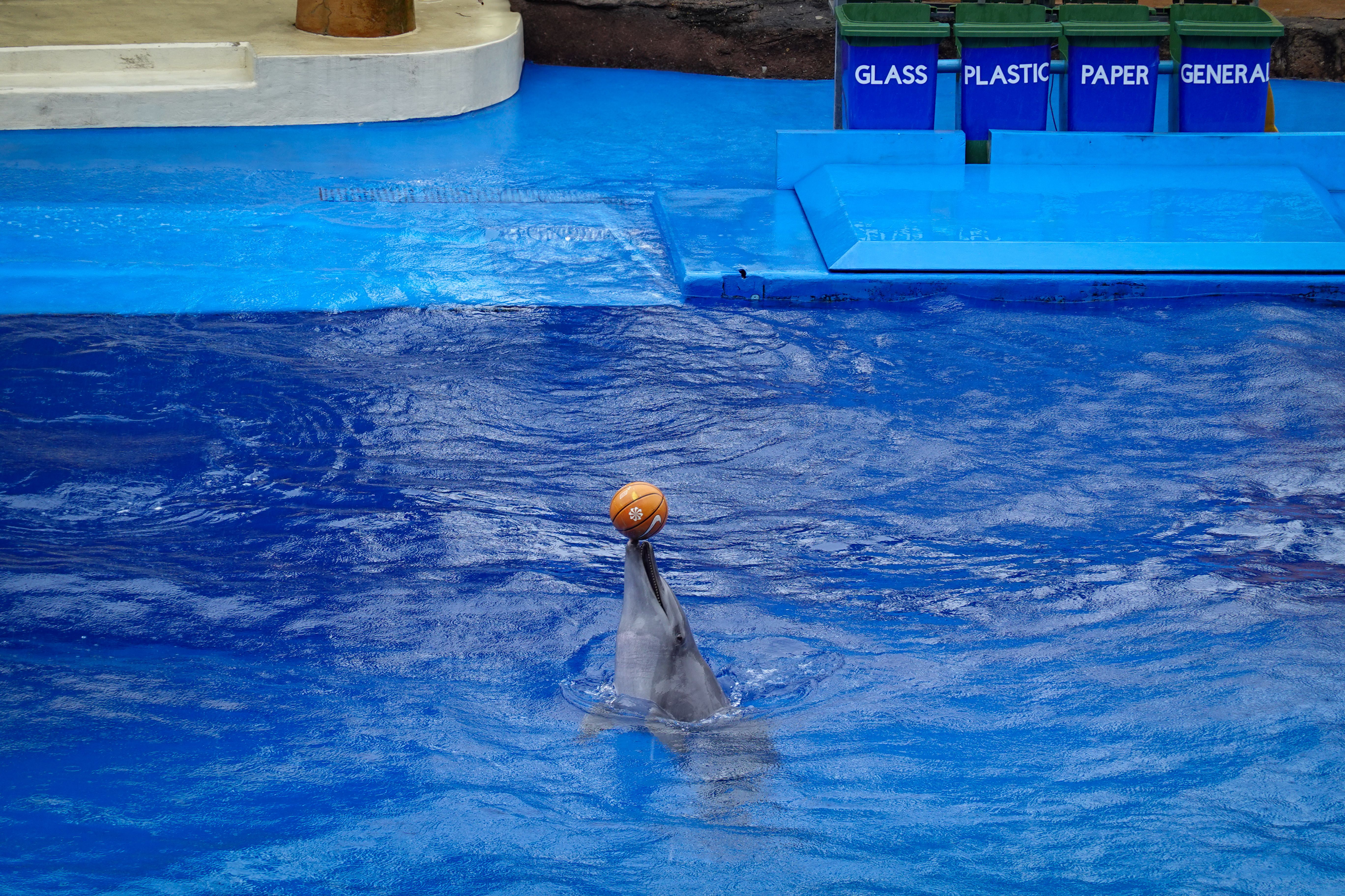 Dolphin Performing with Ball in Aquarium Pool · Free Stock Photo