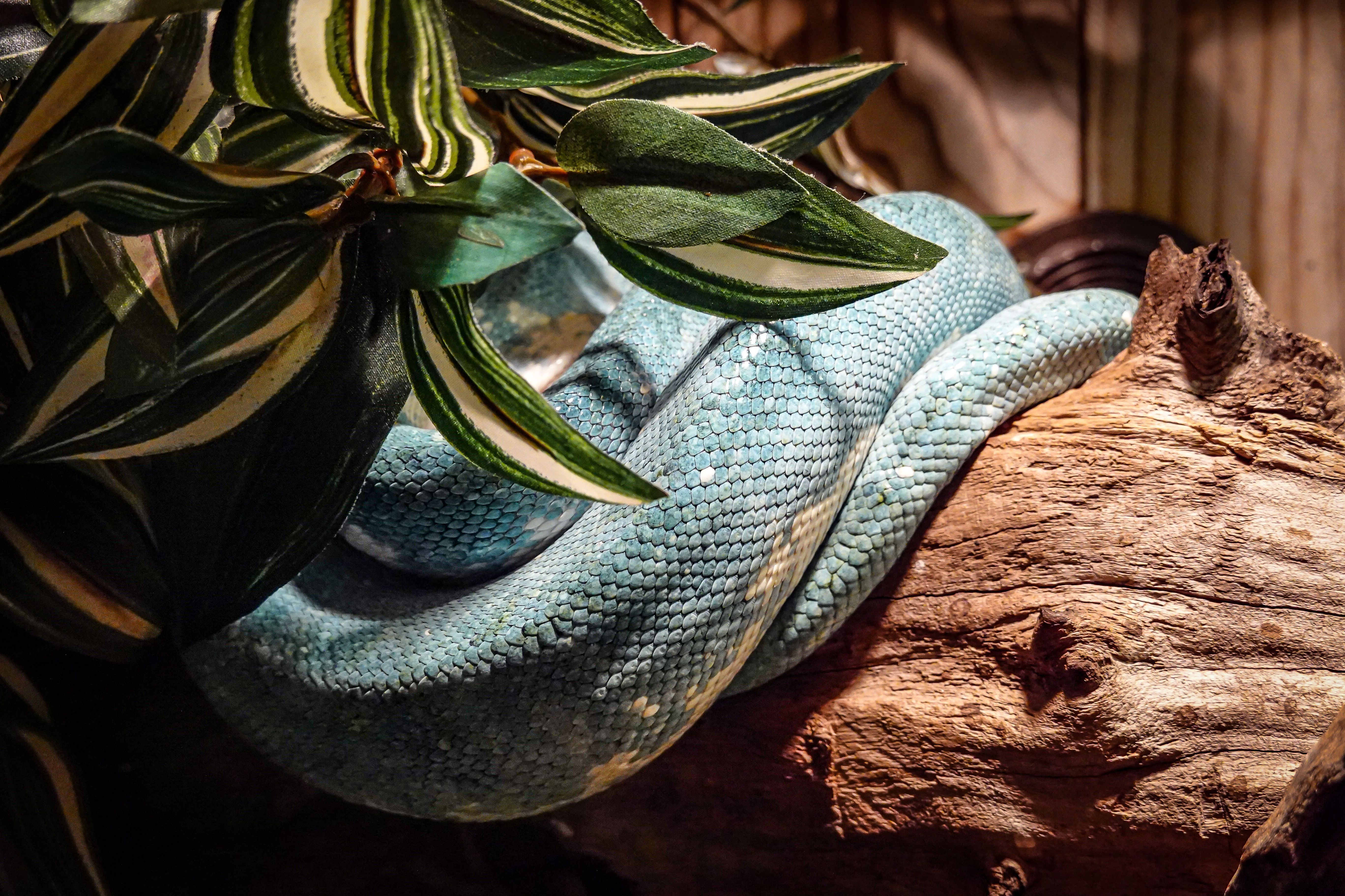 Emerald Tree Boa Resting on Wood Log · Free Stock Photo