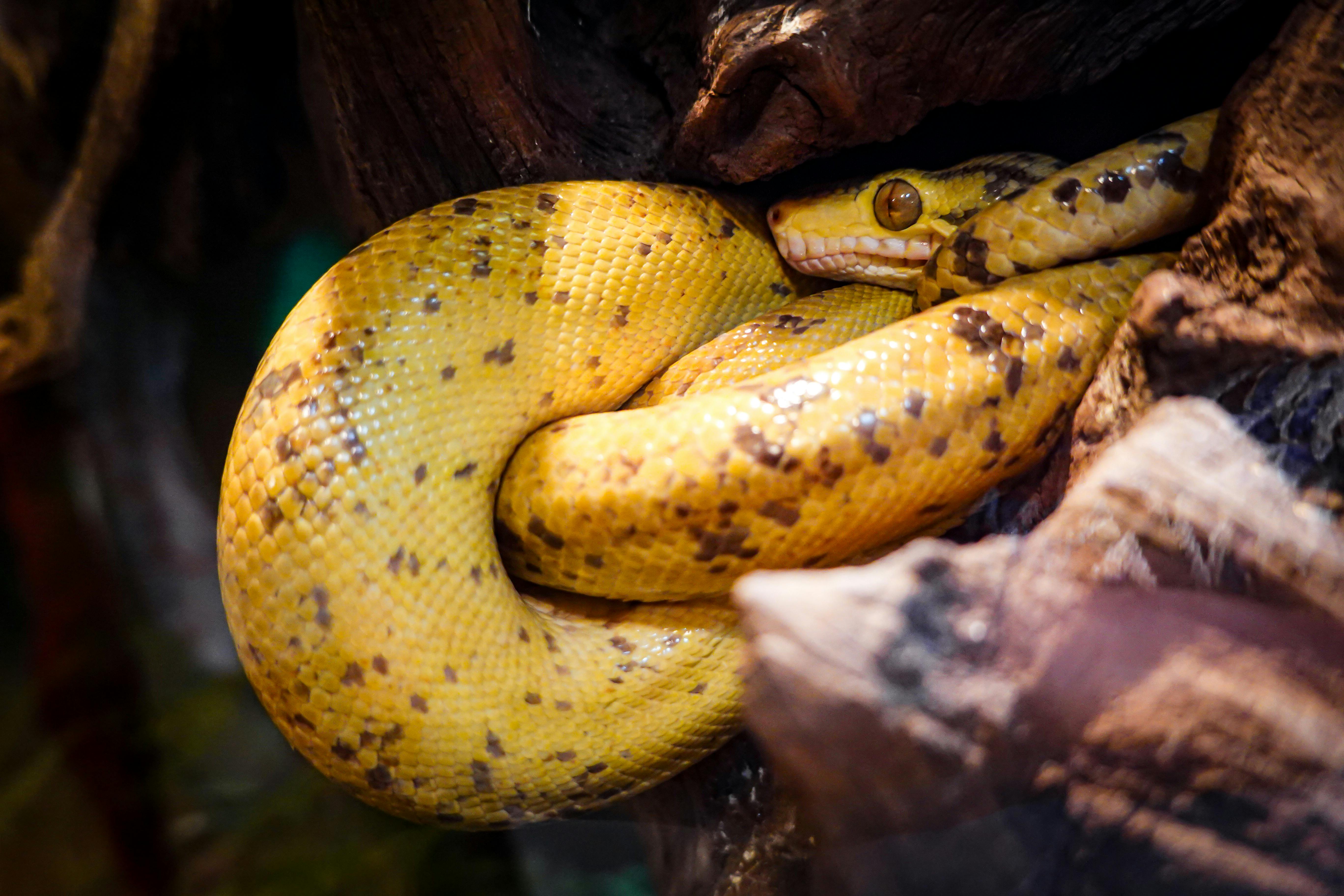 Skript Python Photos, Download The BEST Free Skript Python Stock Photos ...