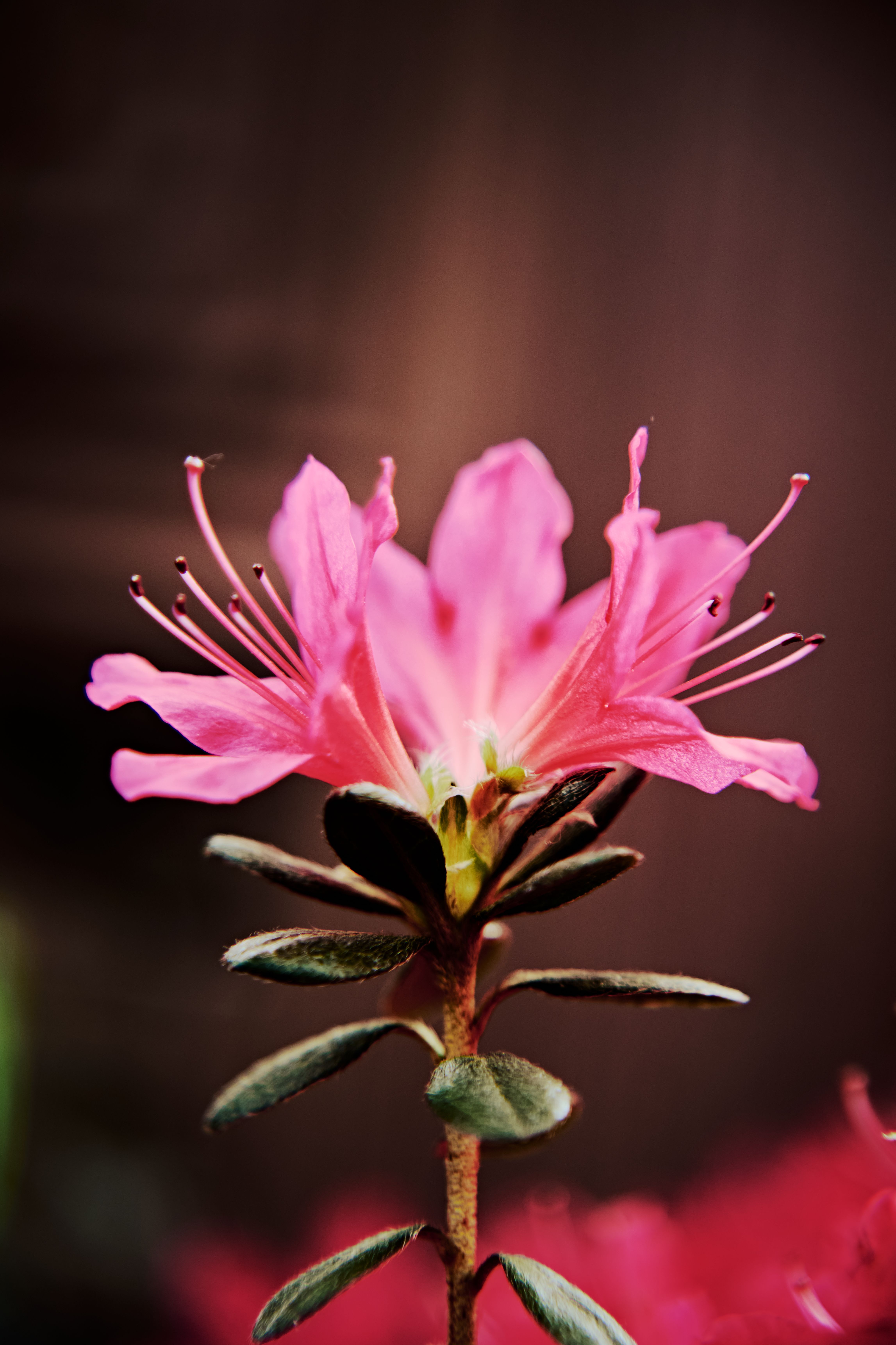 Vibrant Pink Azalea Blossom in Focus · Free Stock Photo