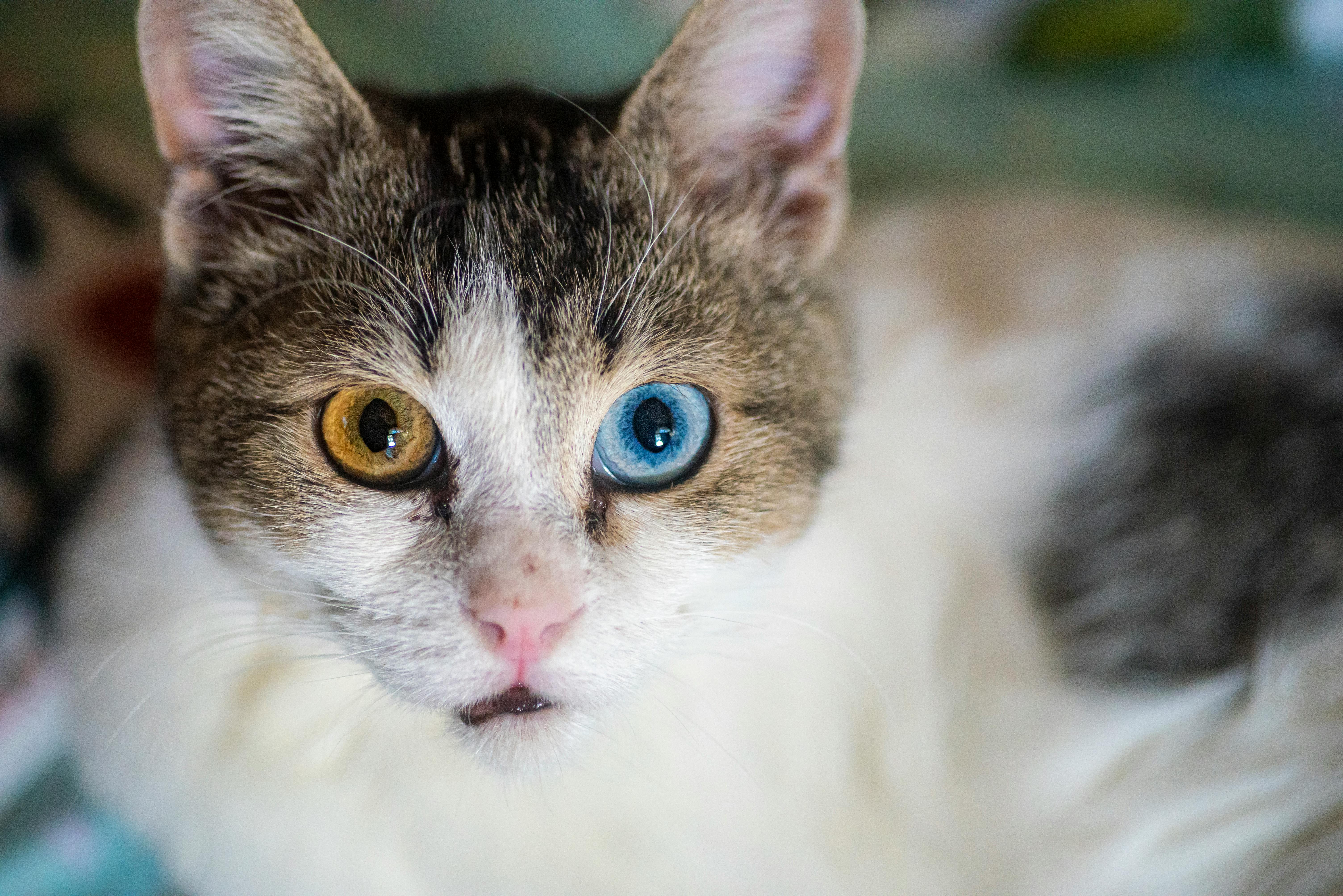 Close-up of a Heterochromia Cat with Dual-Colored Eyes · Free Stock Photo