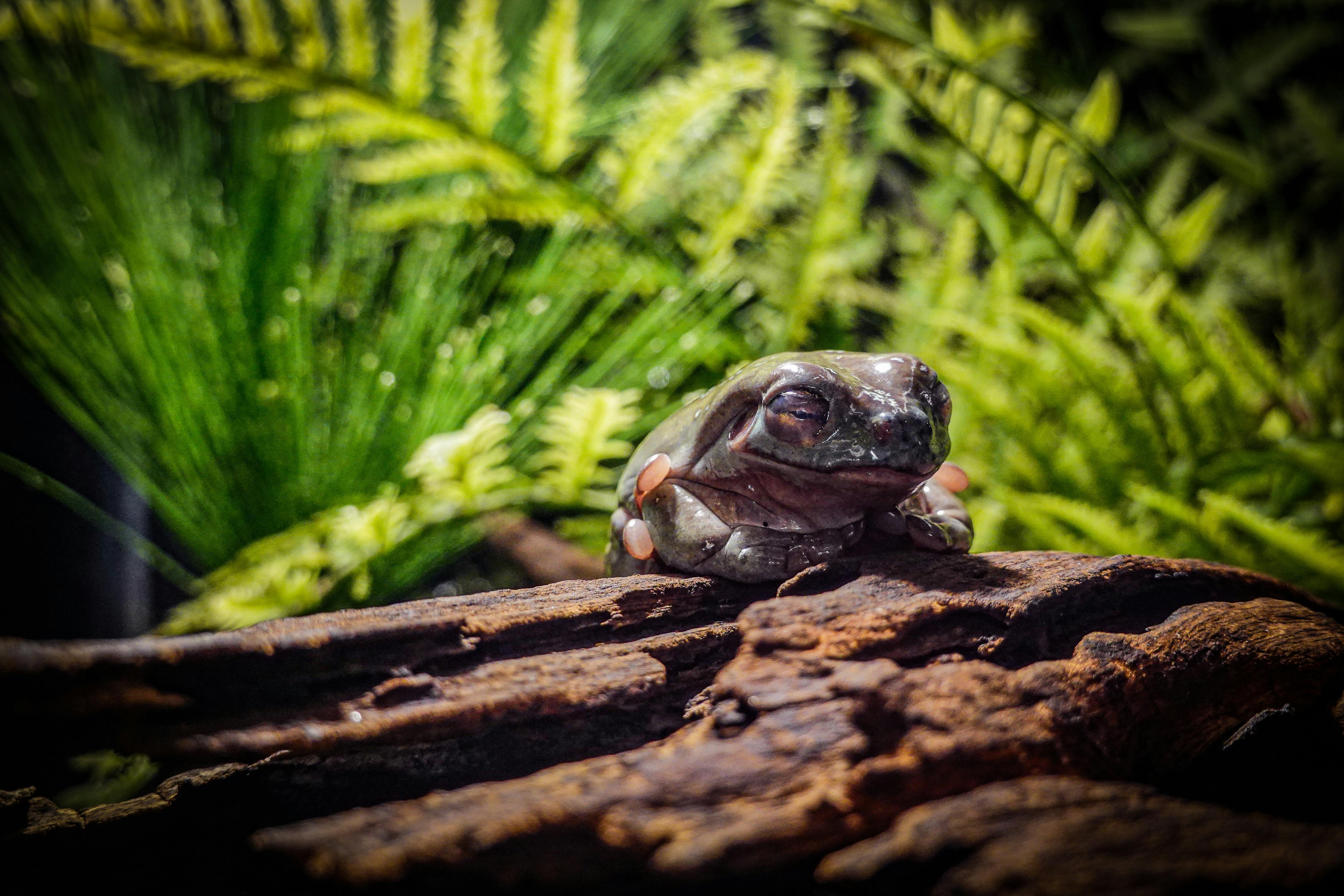 A Close-Up Shot of a Frog · Free Stock Photo
