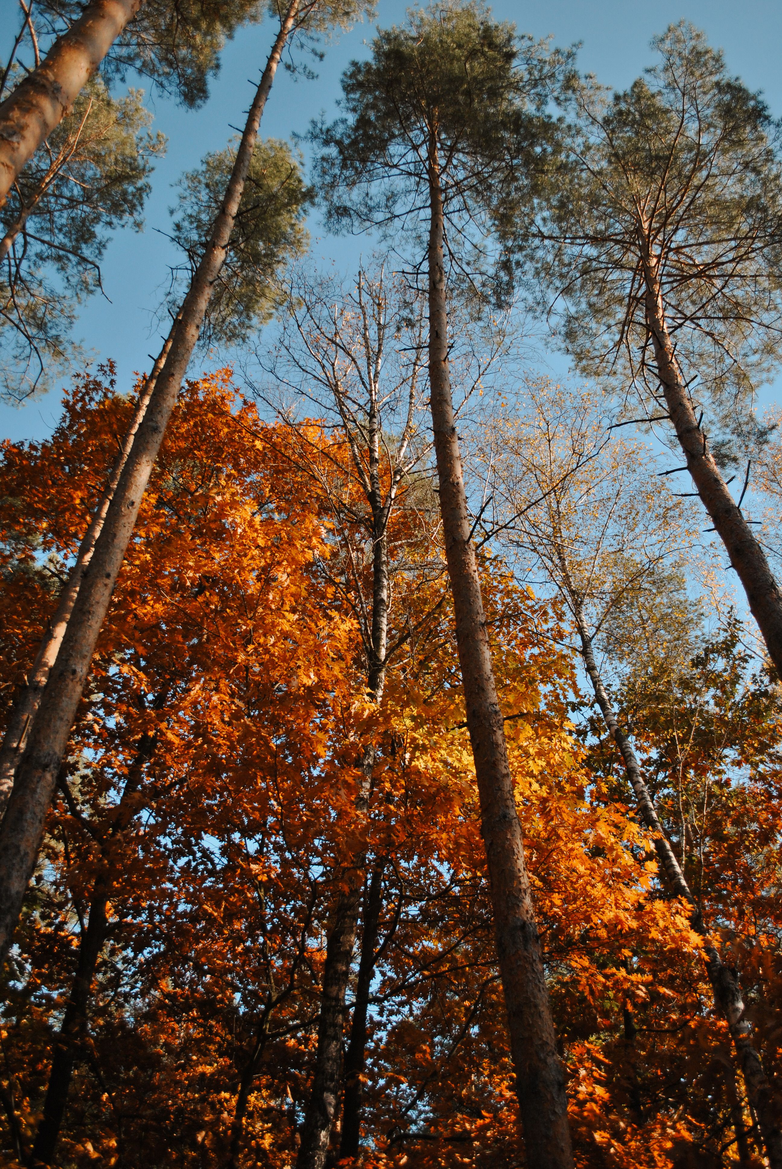 Majestic Fall Trees with Vibrant Autumn Leaves · Free Stock Photo