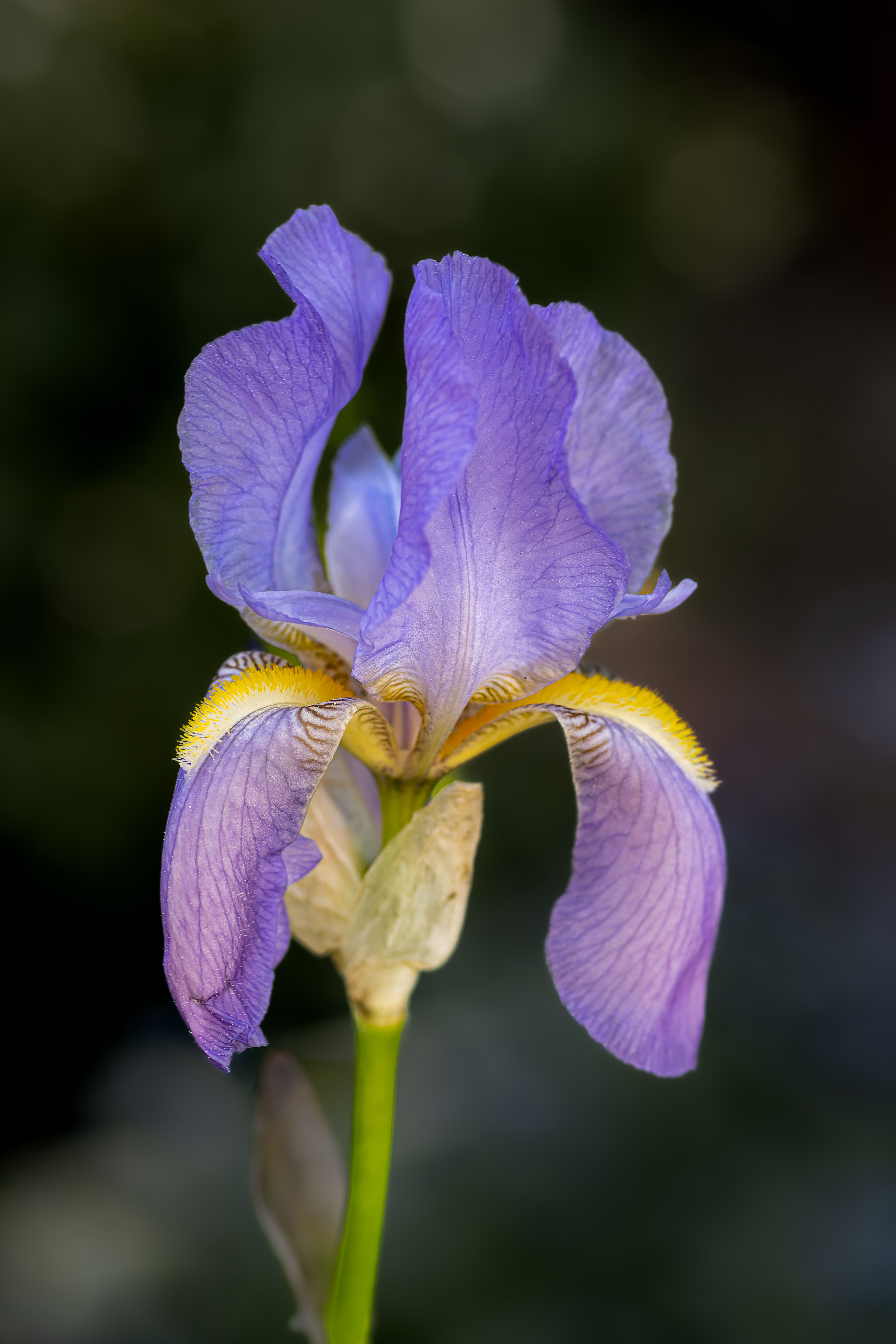 Close-up of a Vibrant Purple Bearded Iris in Bloom · Free Stock Photo