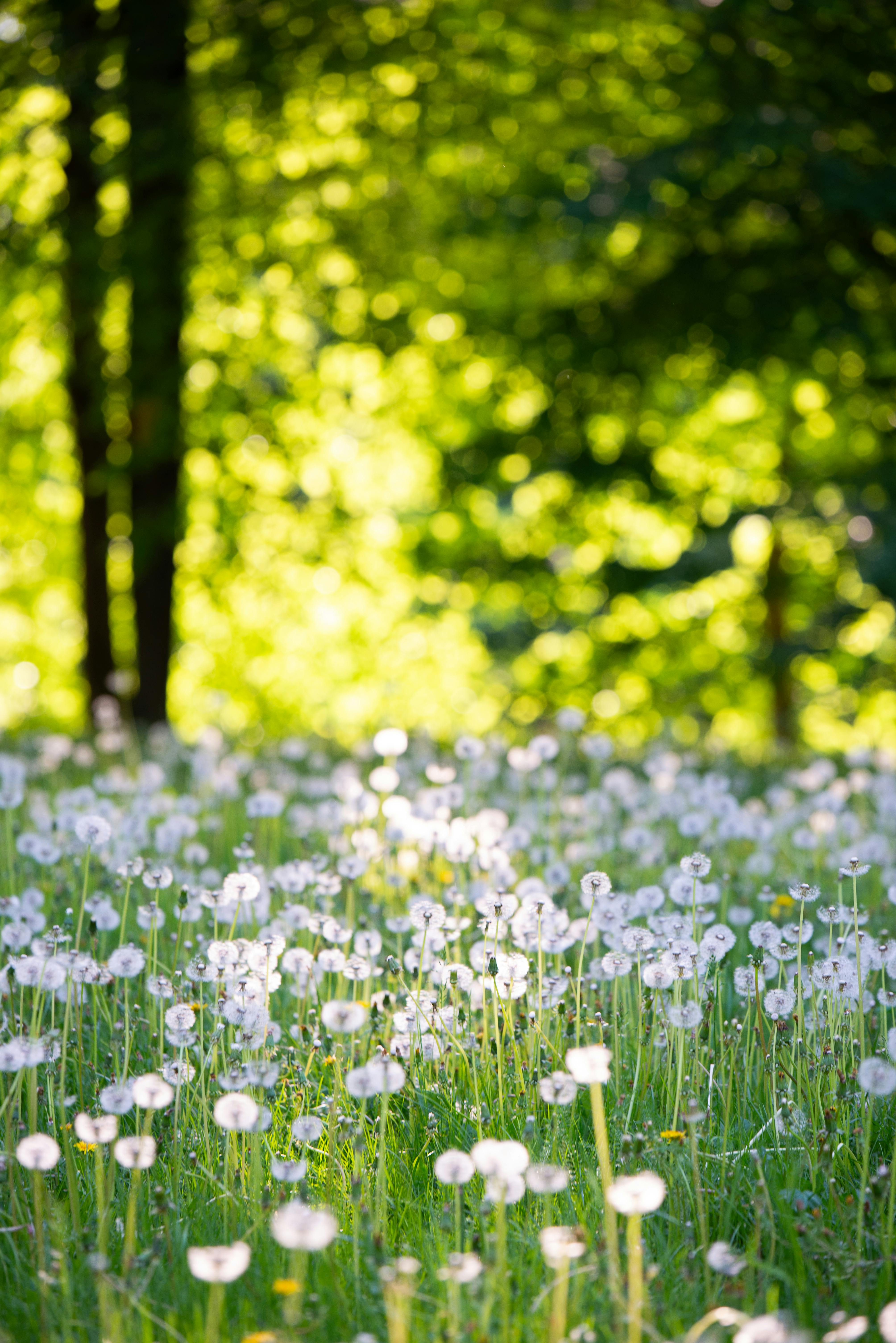 Landscape Landscapephotography Photos, Download The BEST Free Landscape ...