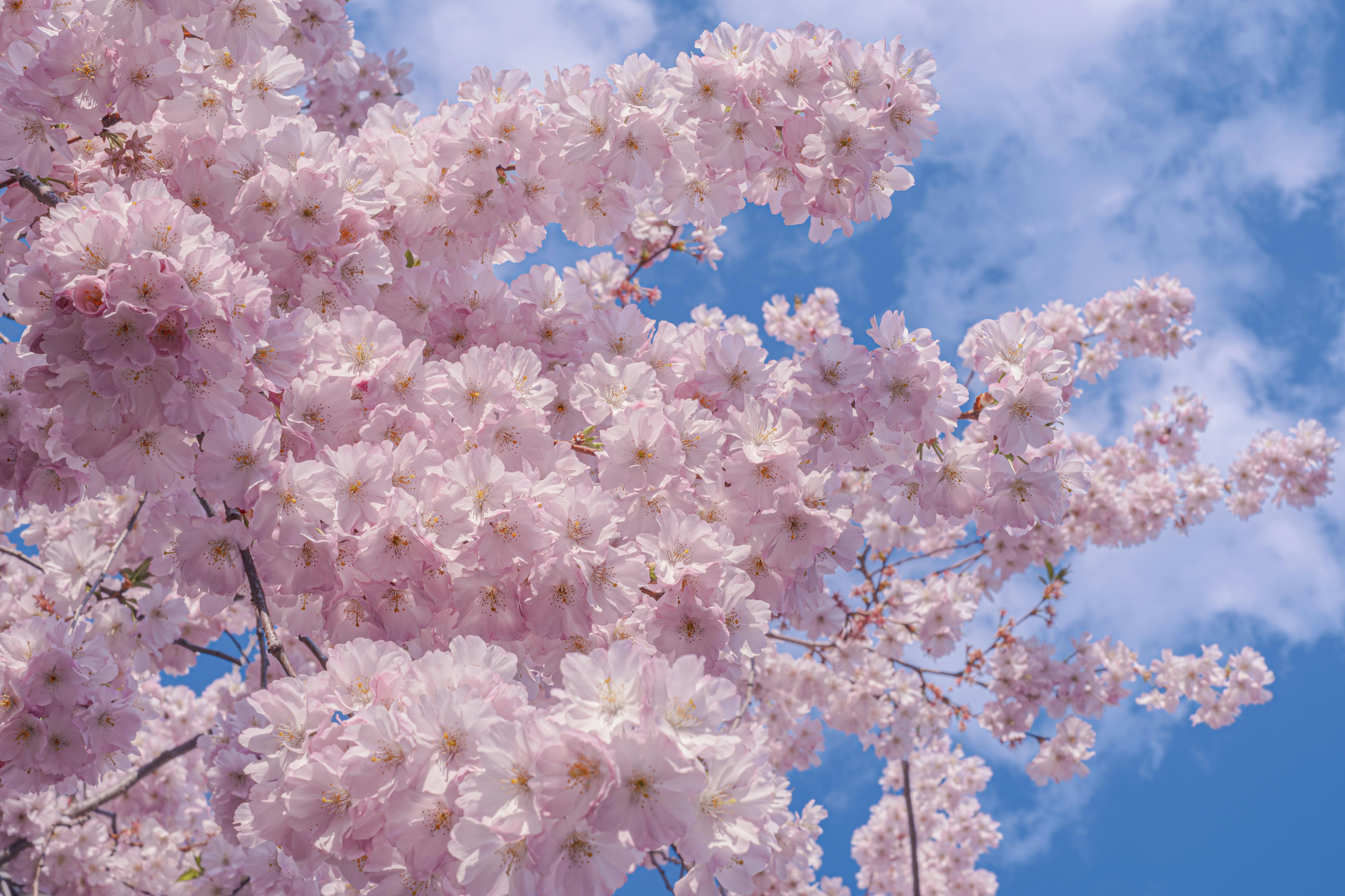 Blooming Cherry Blossoms in Springtime · Free Stock Photo