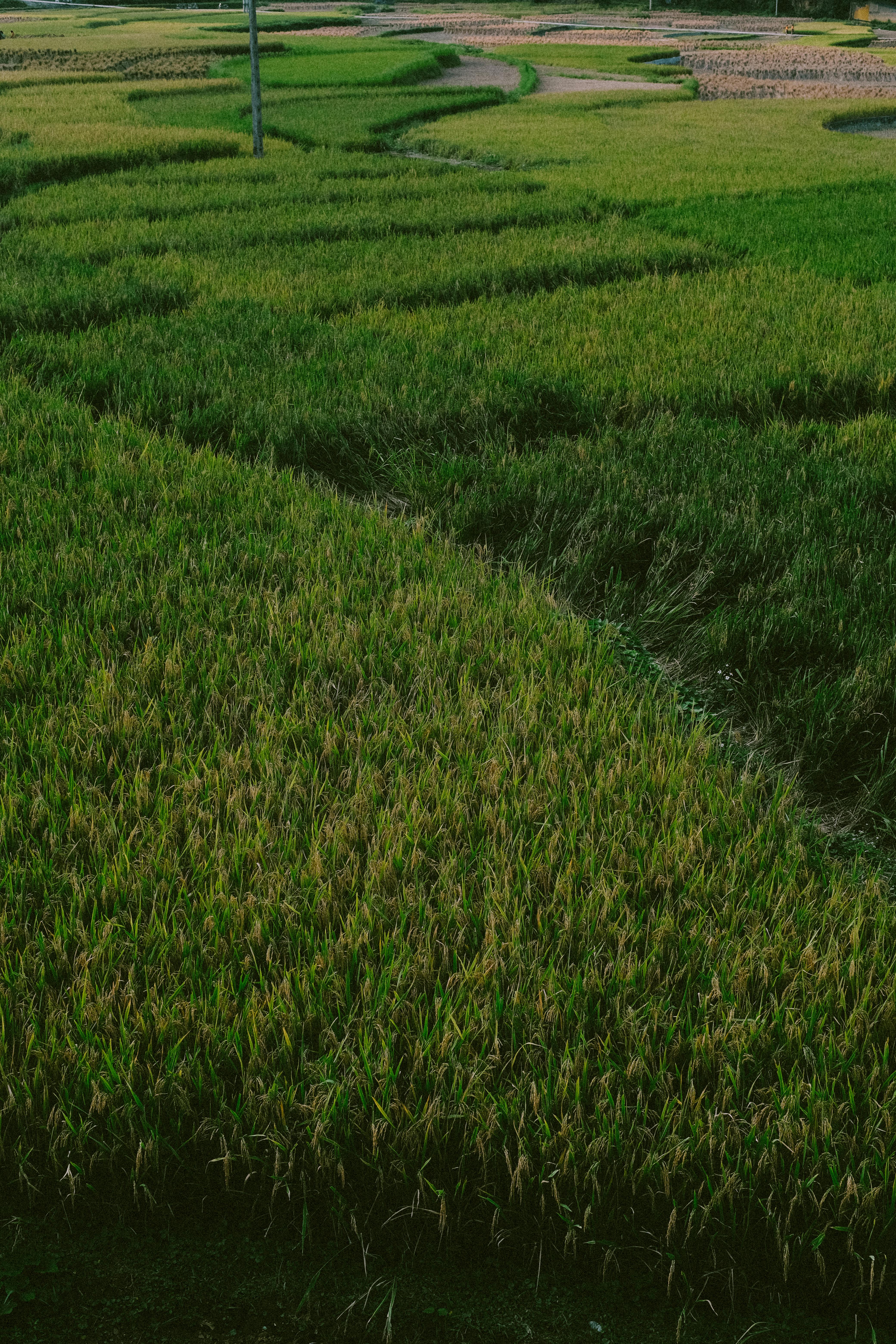 Rice Field · Free Stock Photo