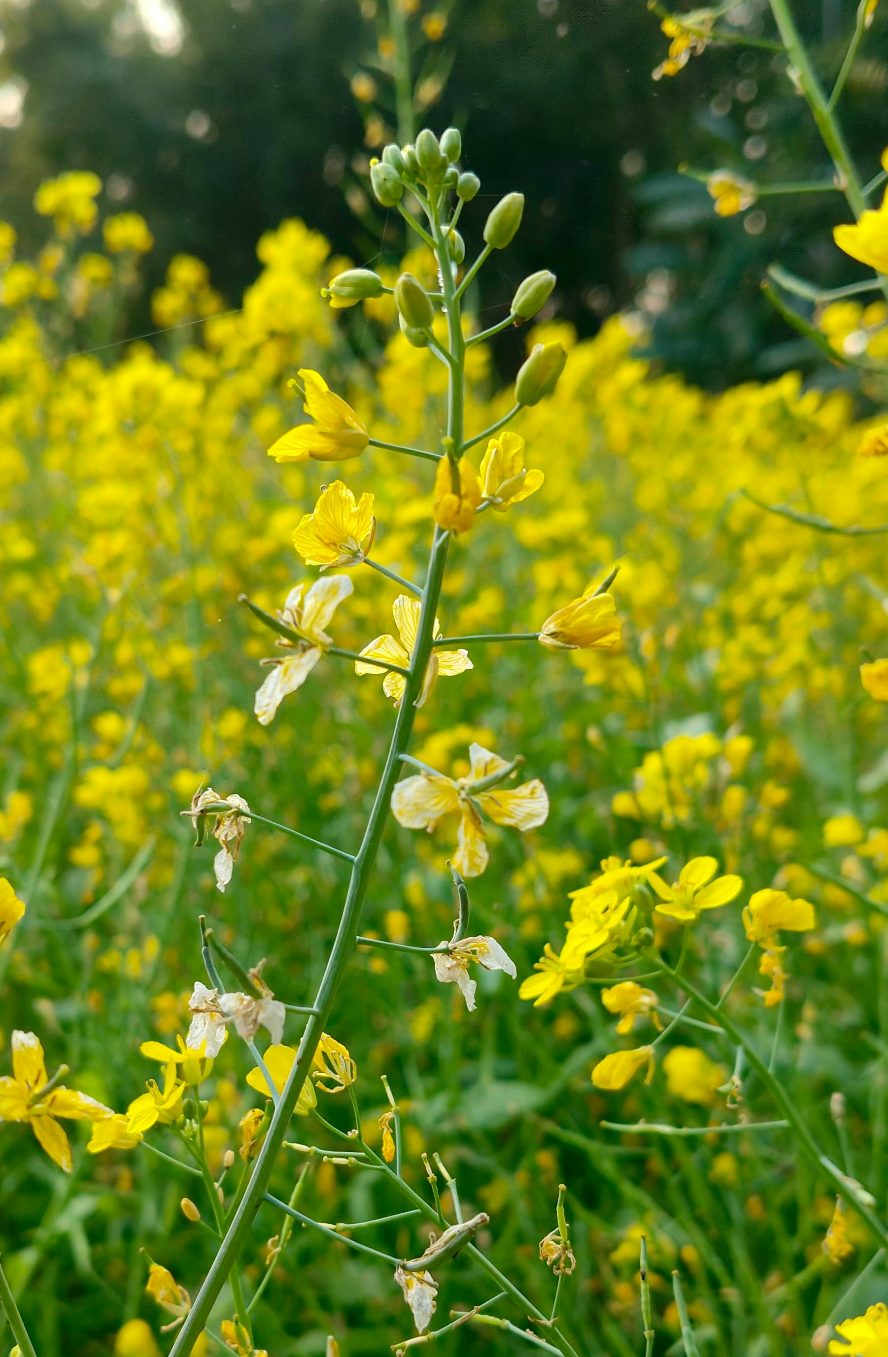 Assam Video Photos, Download The BEST Free Assam Video Stock Photos ...