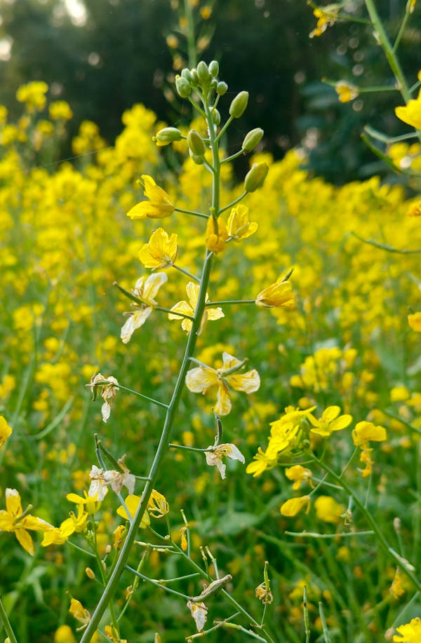 Mustard Photos, Download The BEST Free Mustard Stock Photos & HD Images