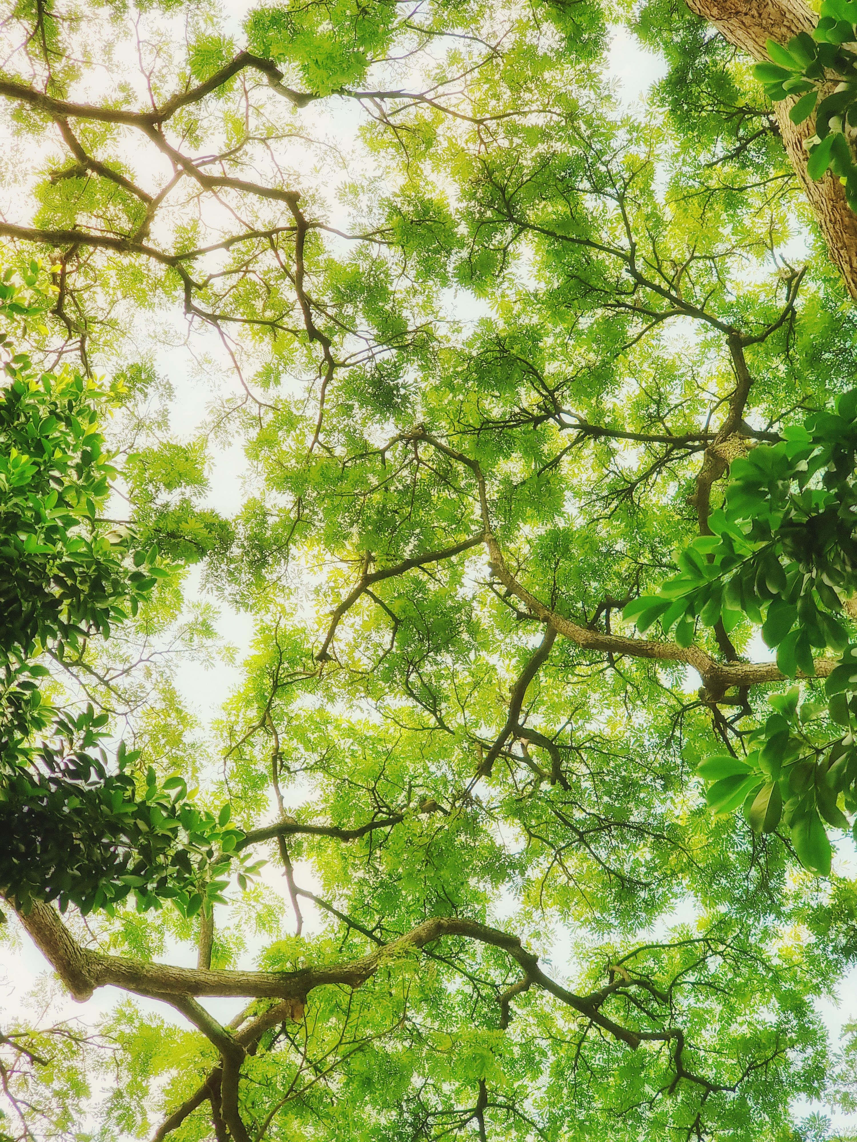 Lush Green Tree Canopy Against Sky · Free Stock Photo