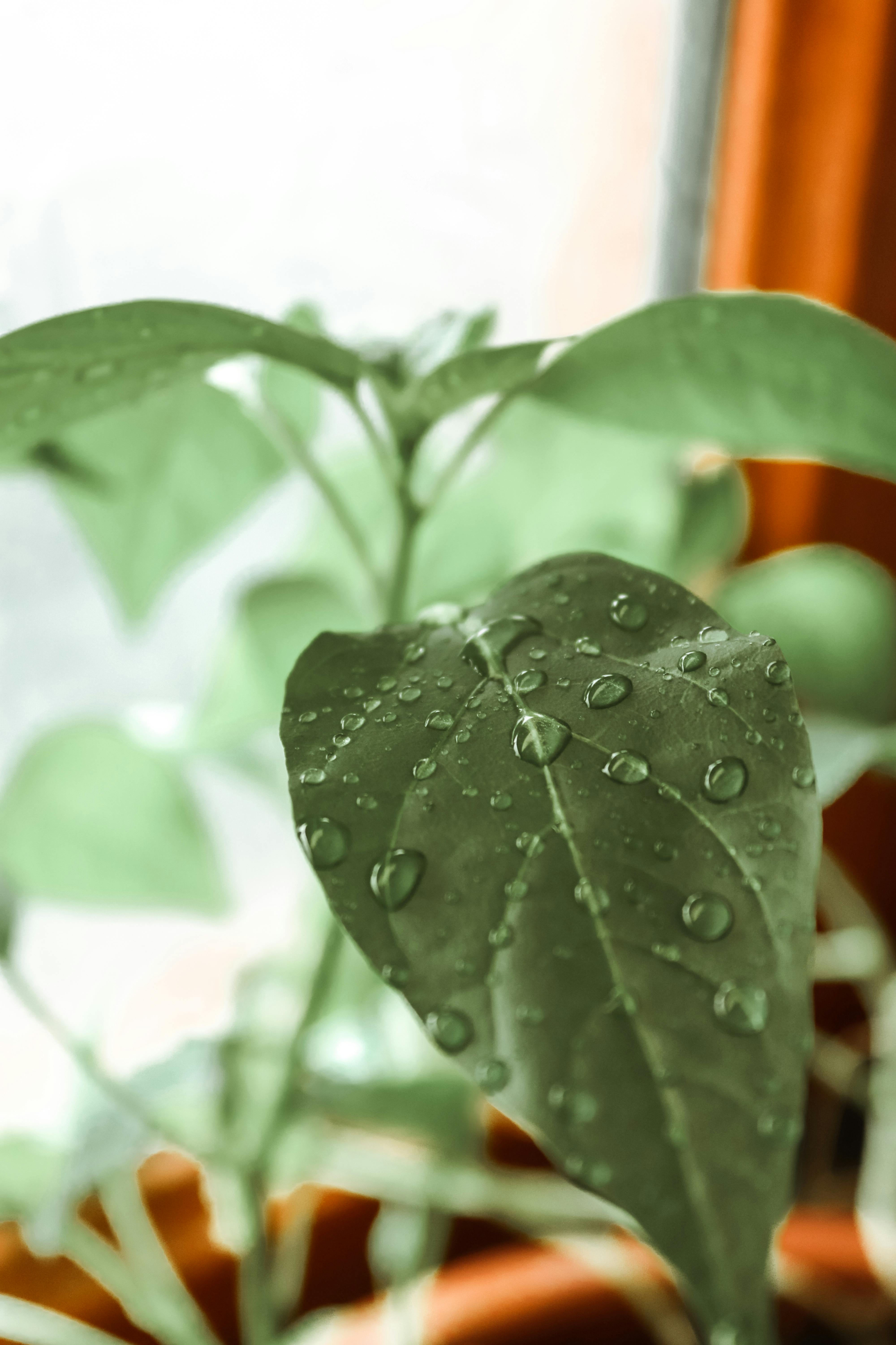 H2o Oc Blommor Photos, Download The BEST Free H2o Oc Blommor Stock ...