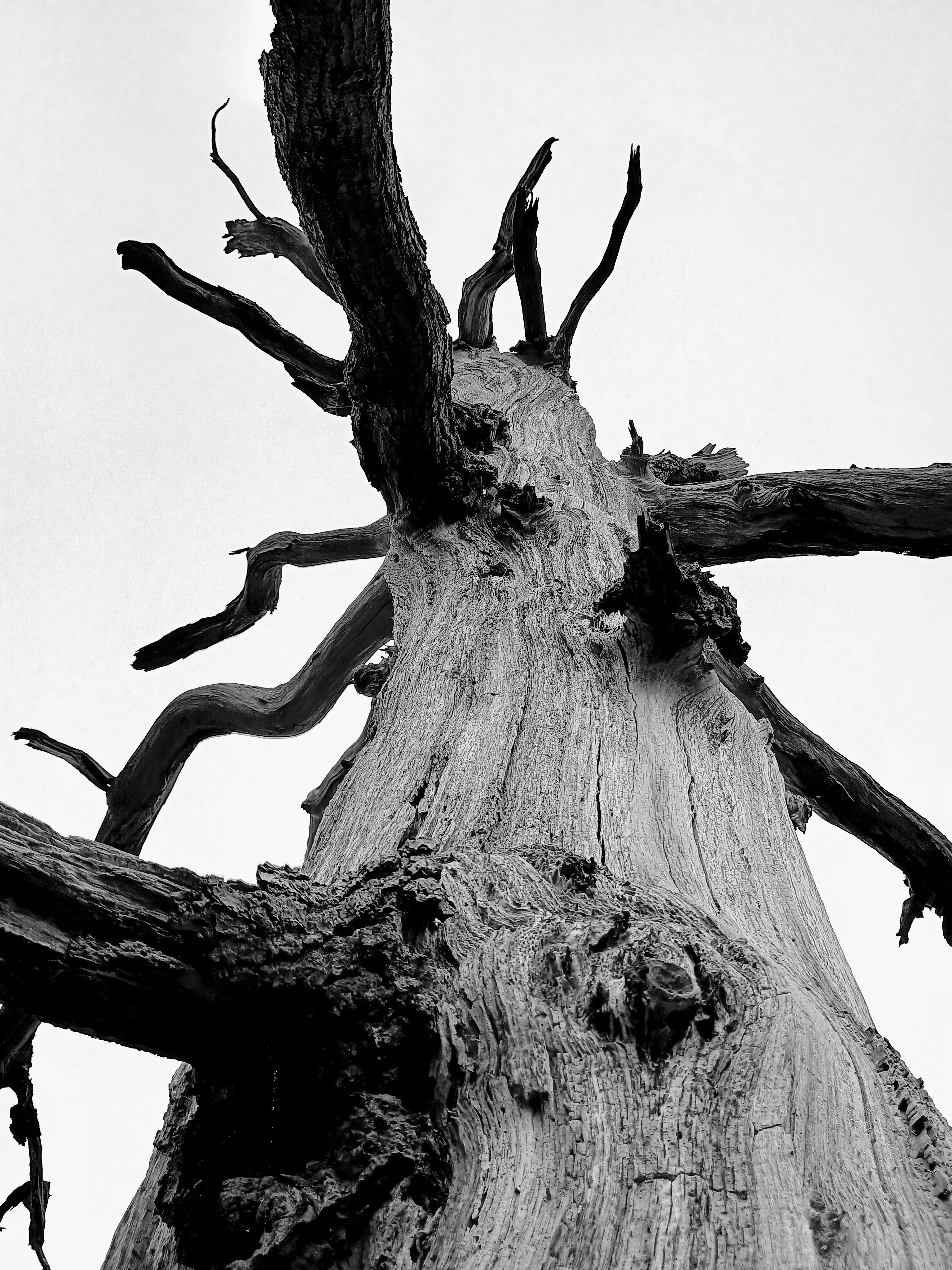 Ancient Dead Tree in Birdlip, England · Free Stock Photo