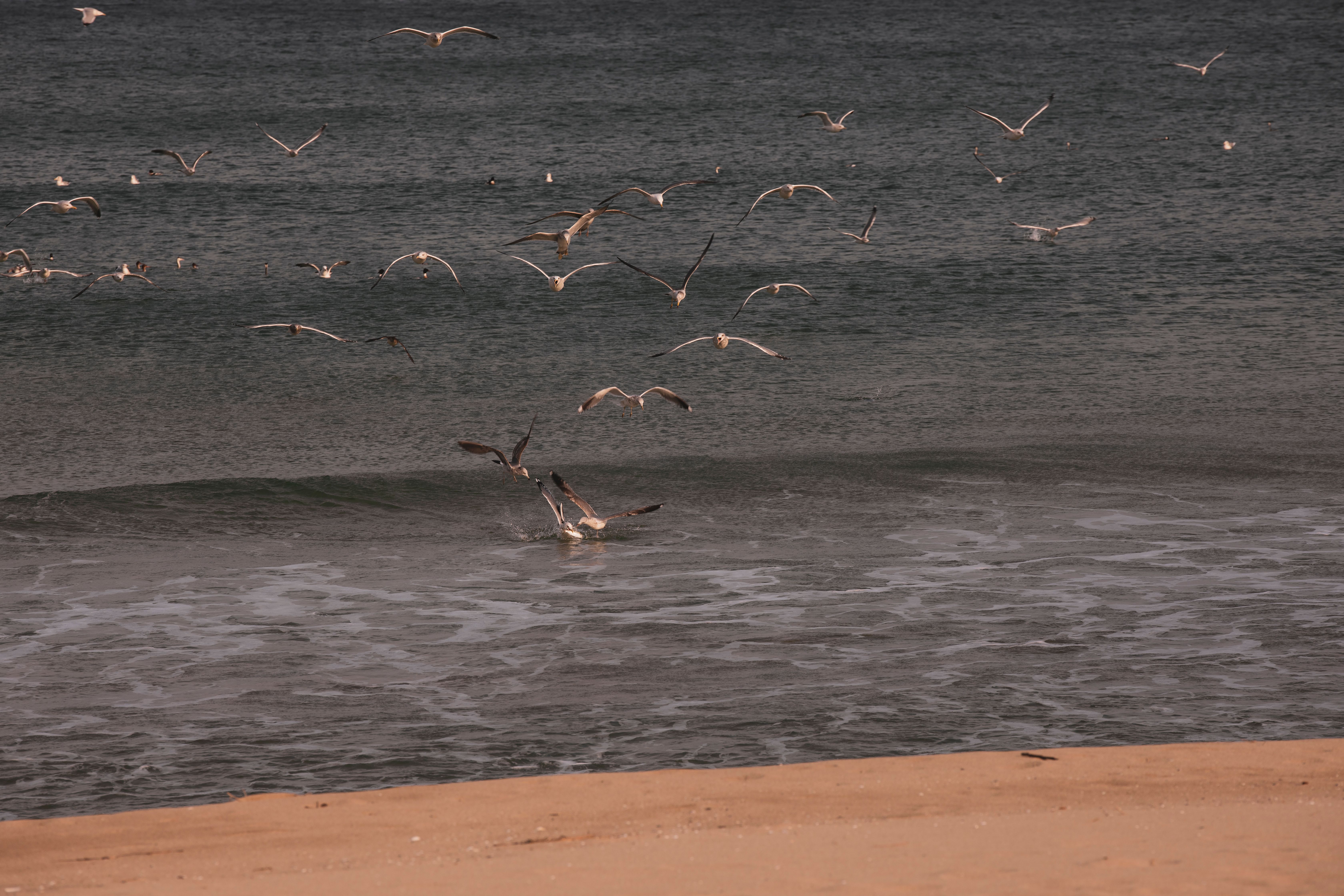 Seagulls Flying Over Ocean Waves at Beach · Free Stock Photo