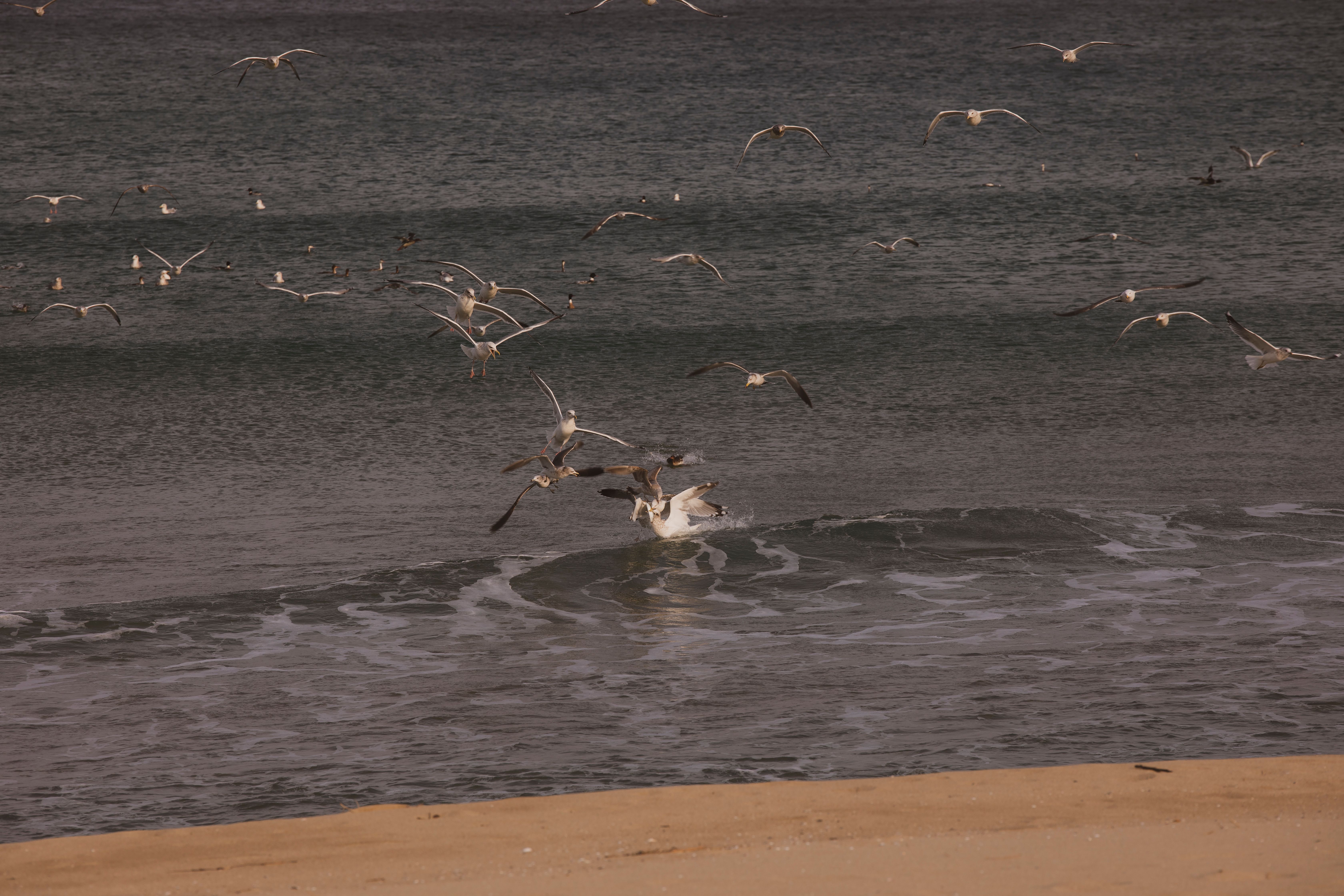 Seagulls Flying Over Ocean Waves at Beach · Free Stock Photo