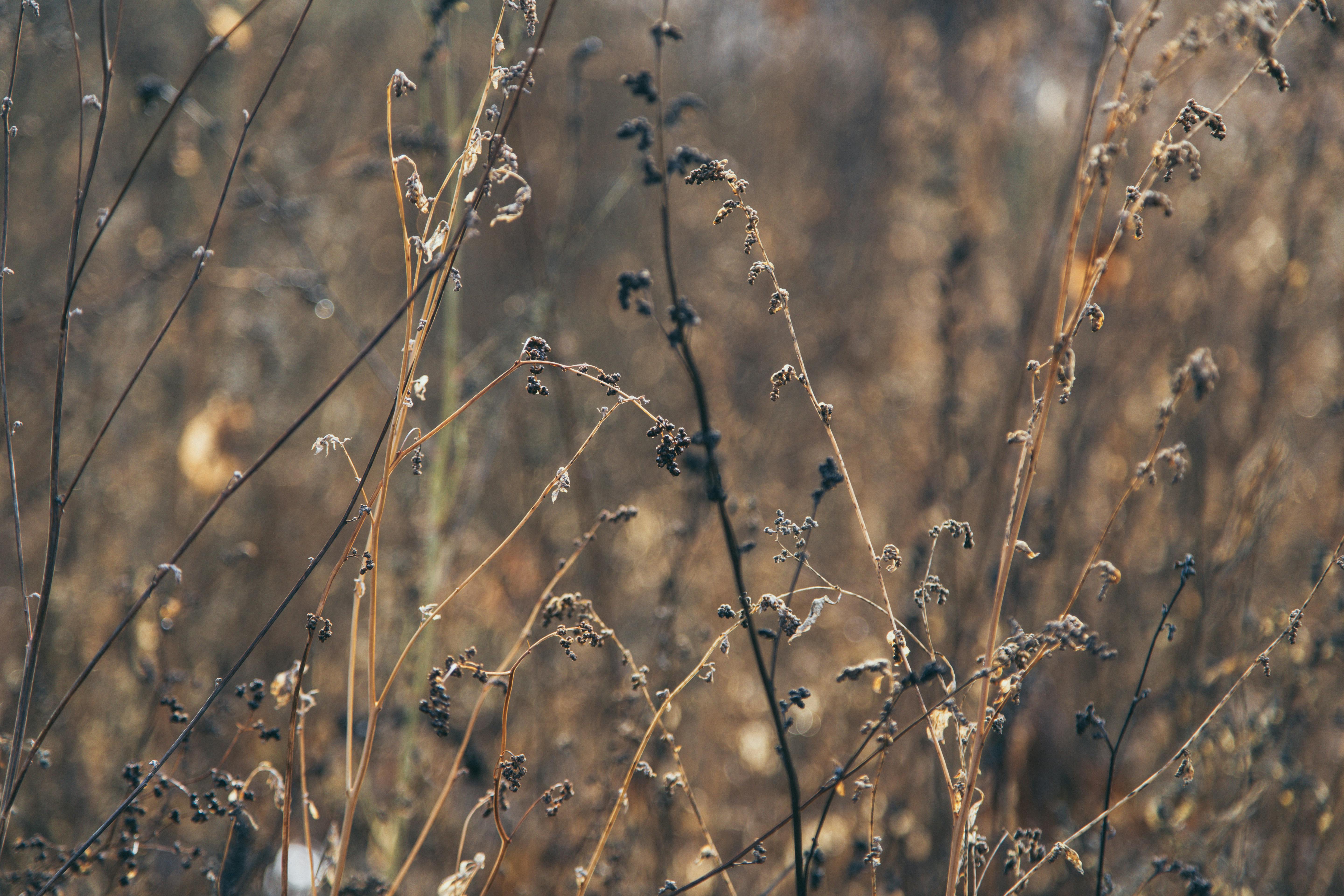 Brown Gfx Background Photos, Download The BEST Free Brown Gfx ...