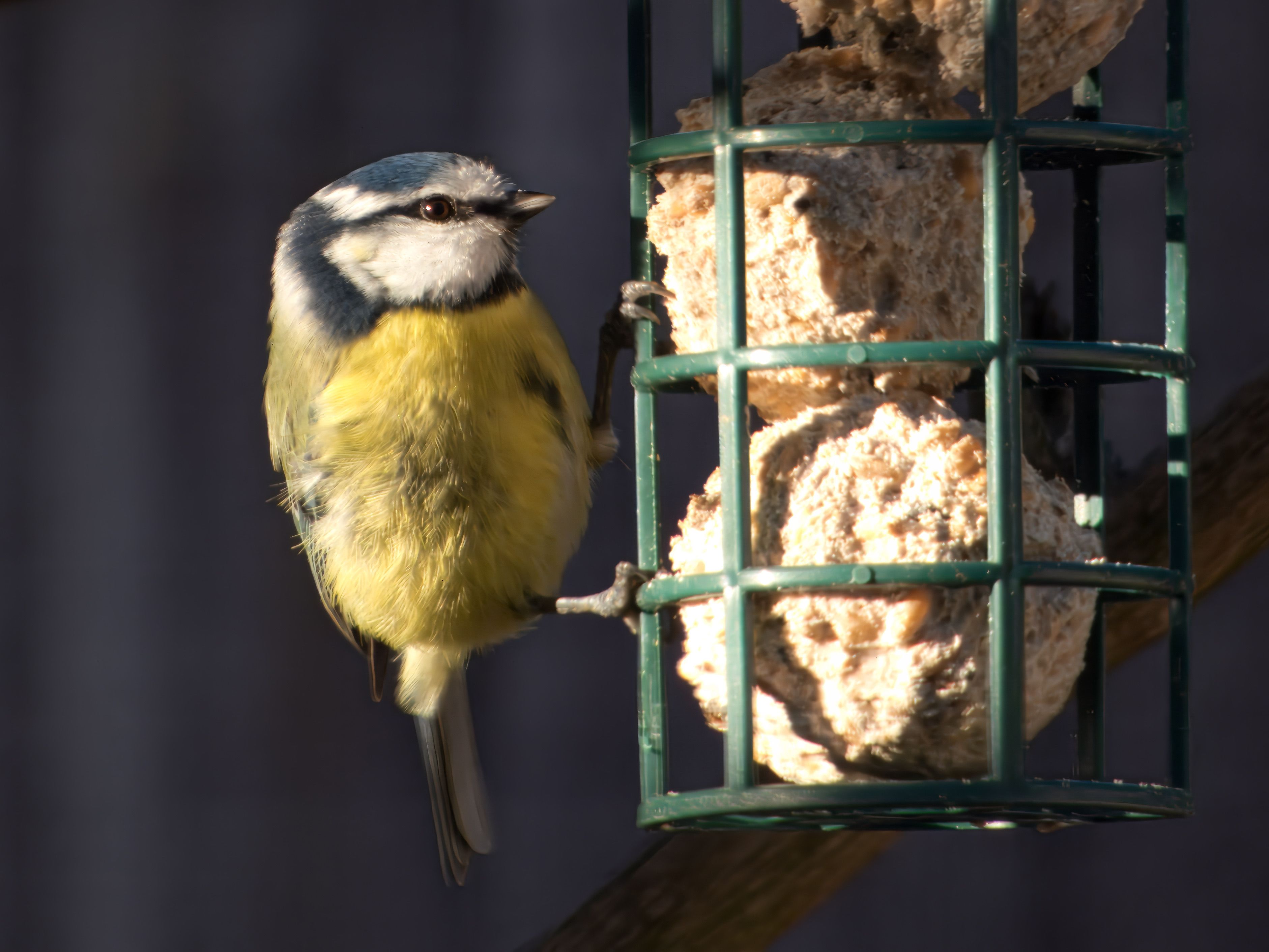 Blue Tit Bird Feeding on Suet Balls · Free Stock Photo
