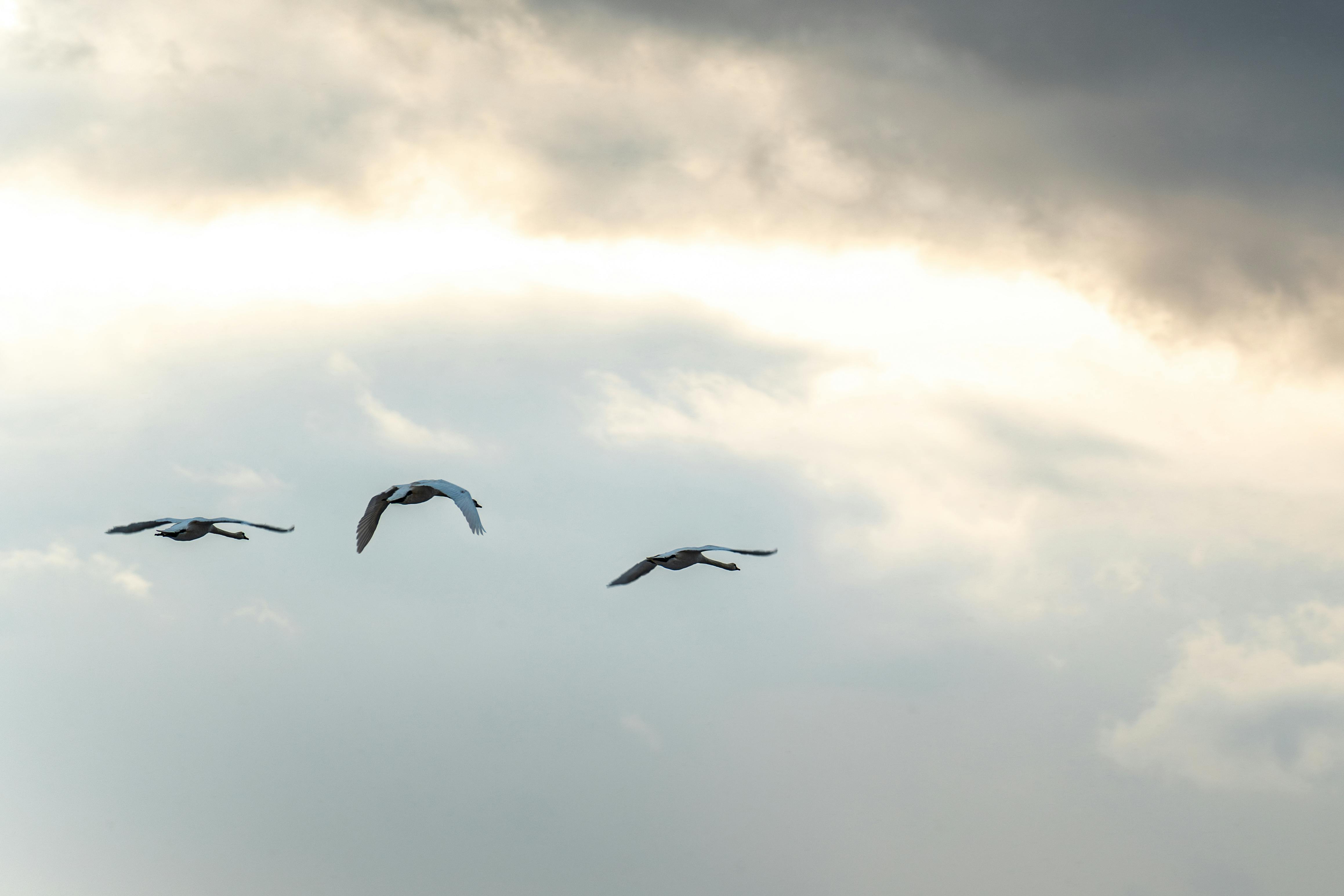 Fly To The Sky Photos, Download The BEST Free Fly To The Sky Stock ...