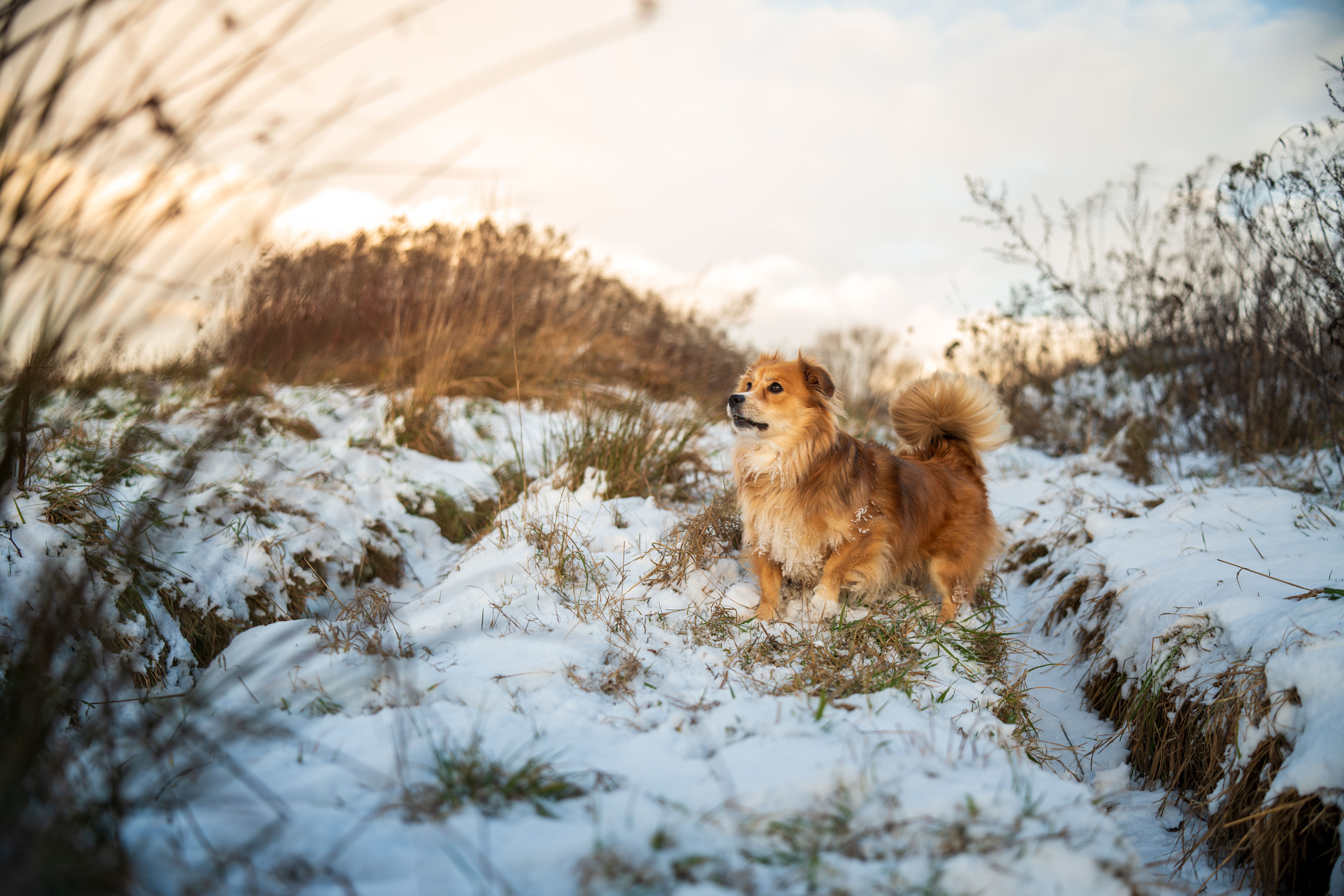 Fluffy Dog Standing on Snowy Path in Winter Landscape · Free Stock Photo