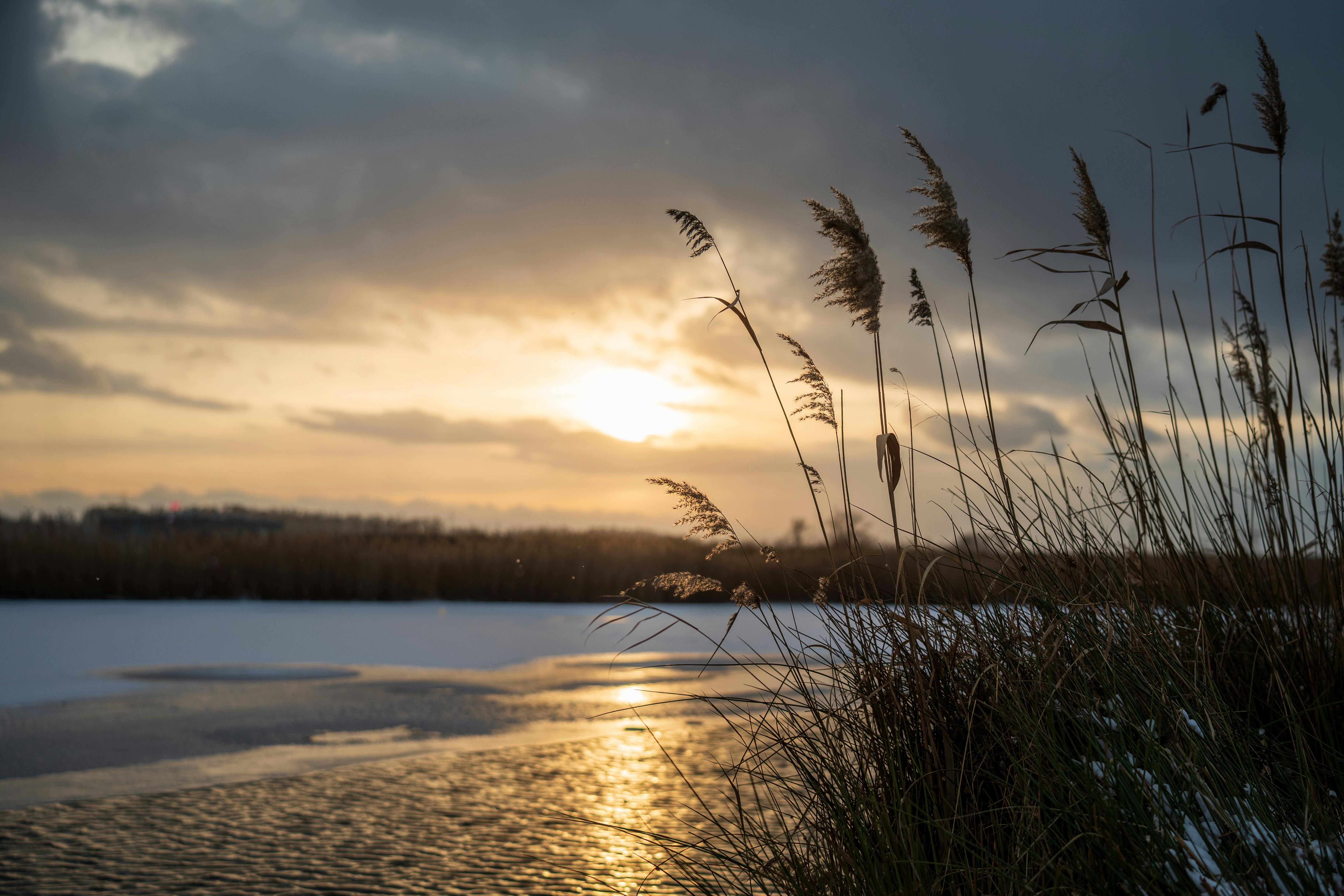 Sunset Over Icy Lake with Tall Grasses · Free Stock Photo