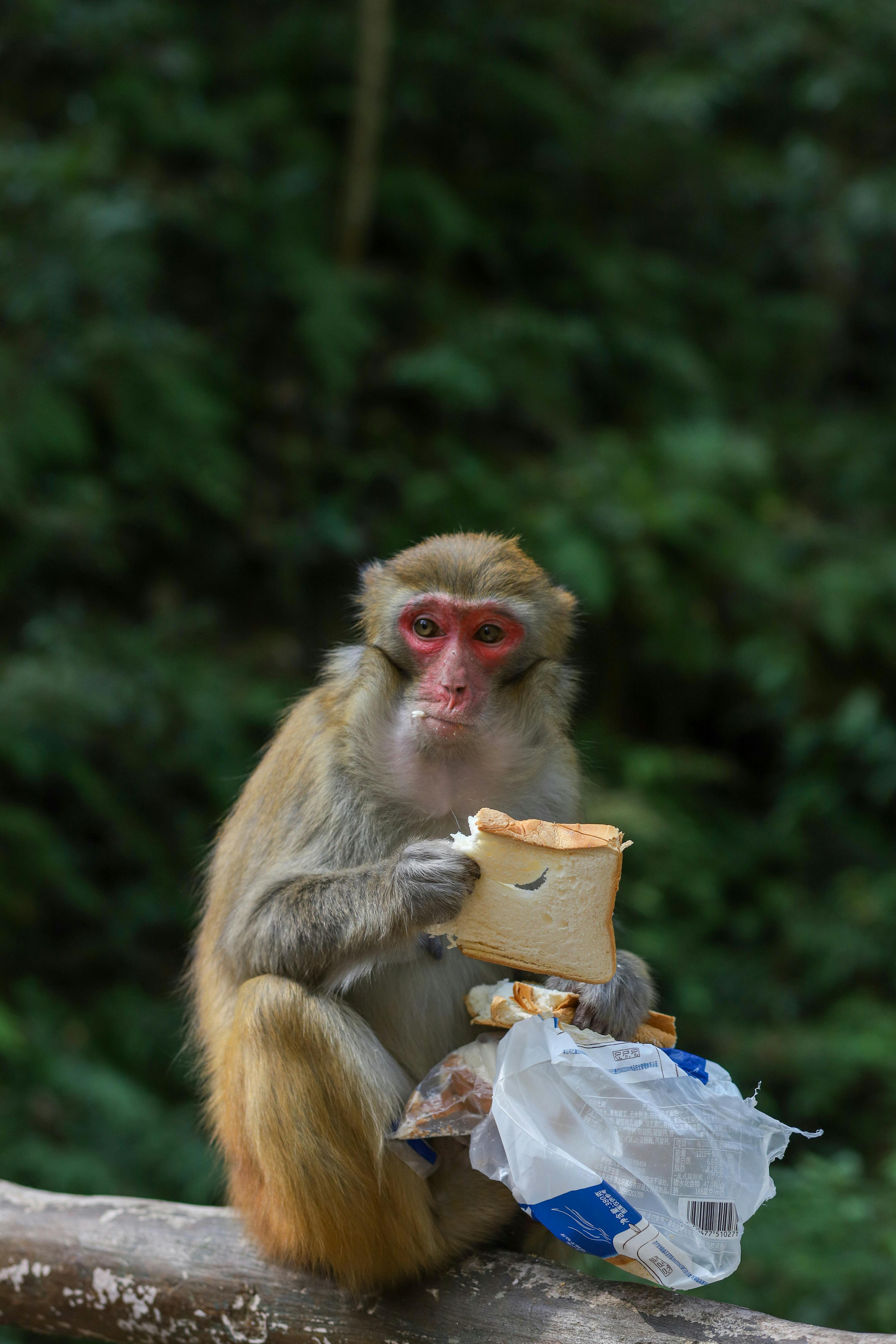 Rhesus Macaque Eating Bread in Forest · Free Stock Photo