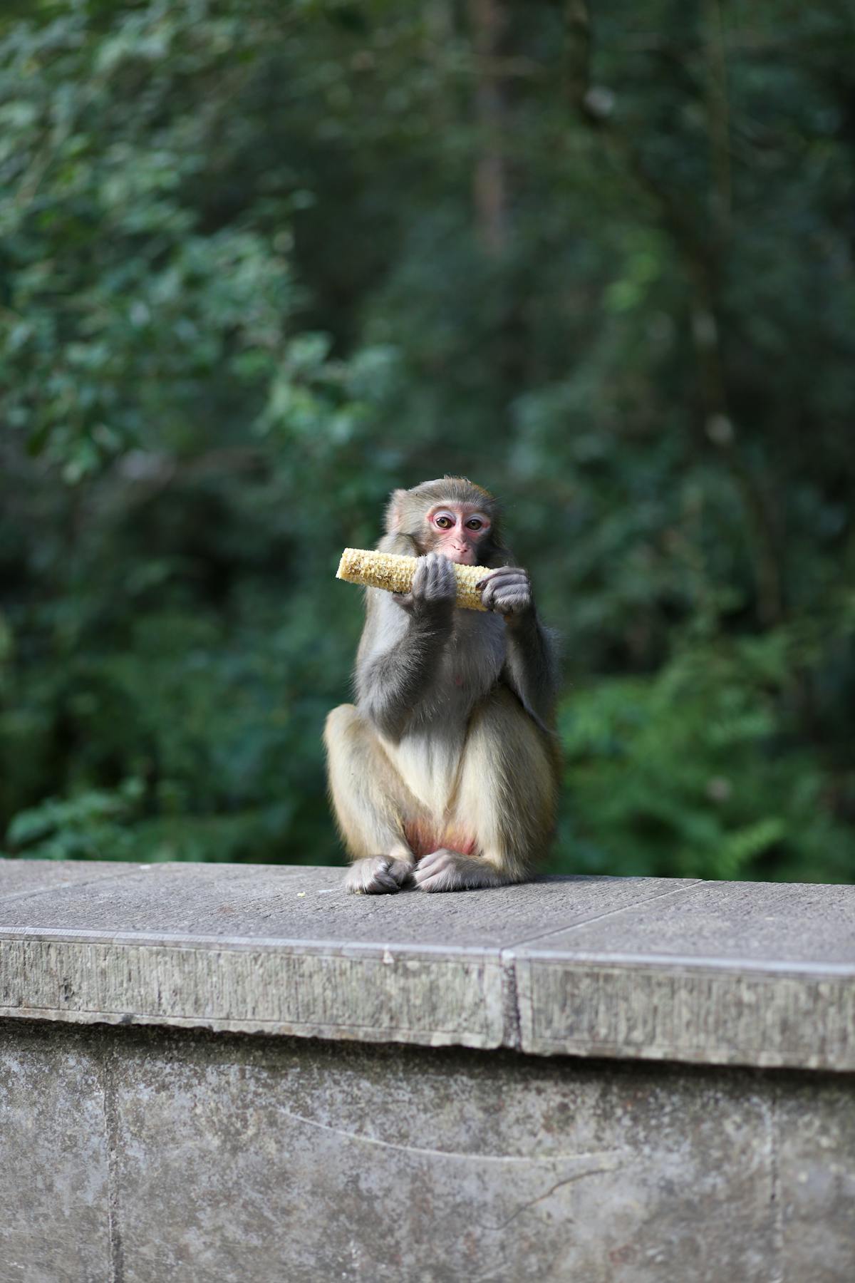 Monkey Snake Photos, Download The BEST Free Monkey Snake Stock Photos ...