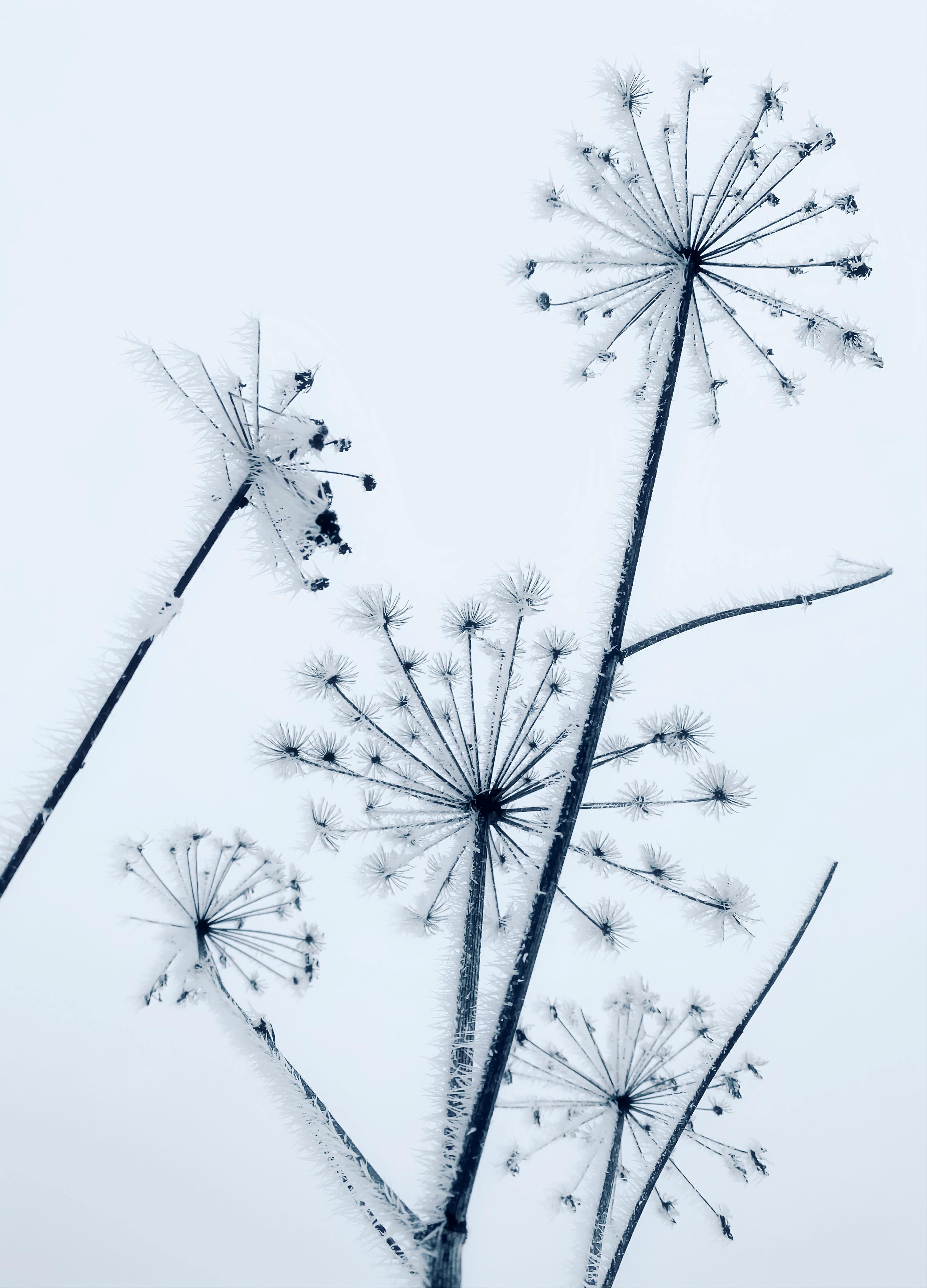 Delicate Structure Photos, Download The BEST Free Delicate Structure ...