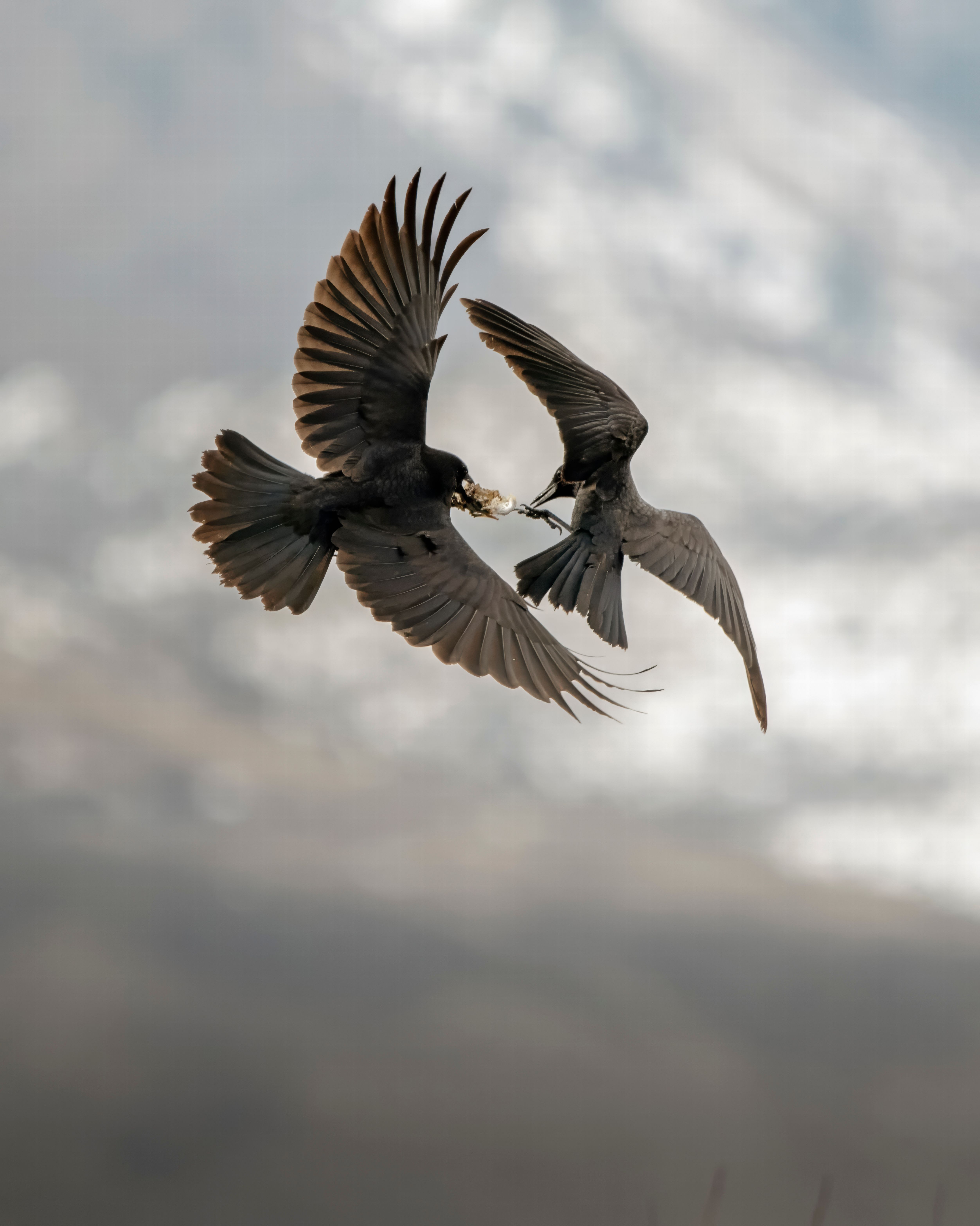 Dynamic Flight of Crows in Wenatchee Skies · Free Stock Photo